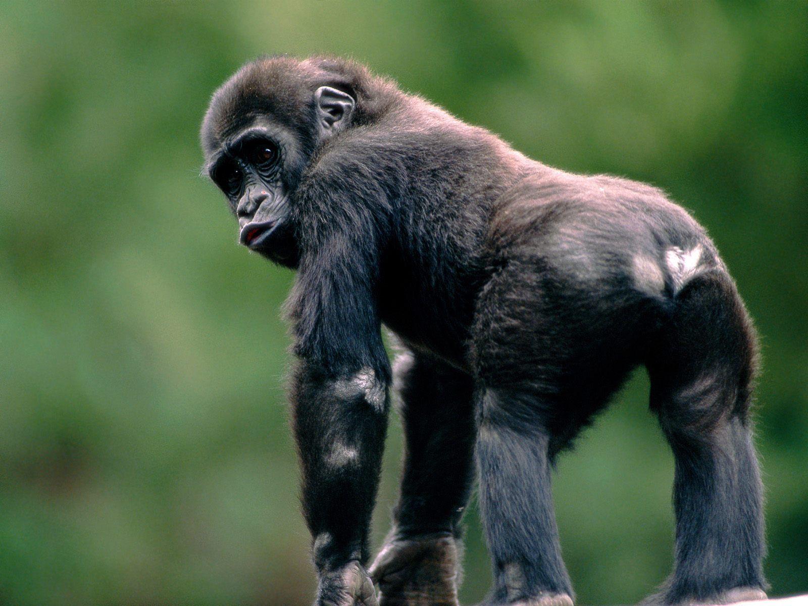 Awesome Monkey Wallpapers - Top Free Awesome Monkey Backgrounds ...