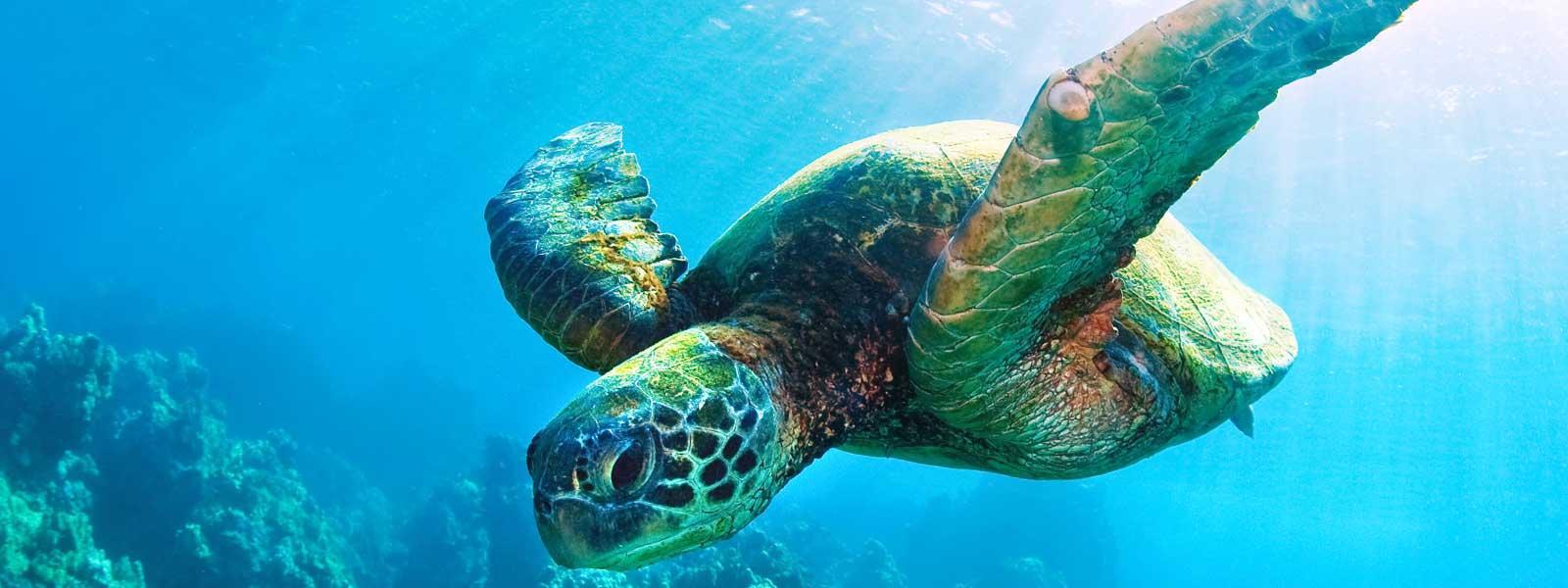 Turtle Island Wallpapers - Top Free Turtle Island Backgrounds ...