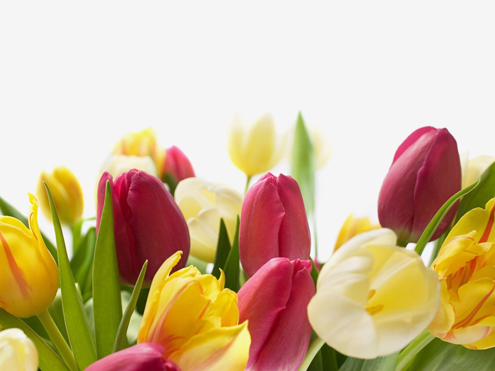 Easter Floral Wallpapers - Top Free Easter Floral Backgrounds ...