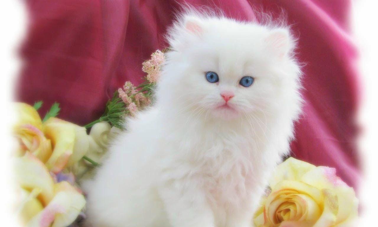 Beautiful White Cats Wallpapers - Top Free Beautiful White Cats ...