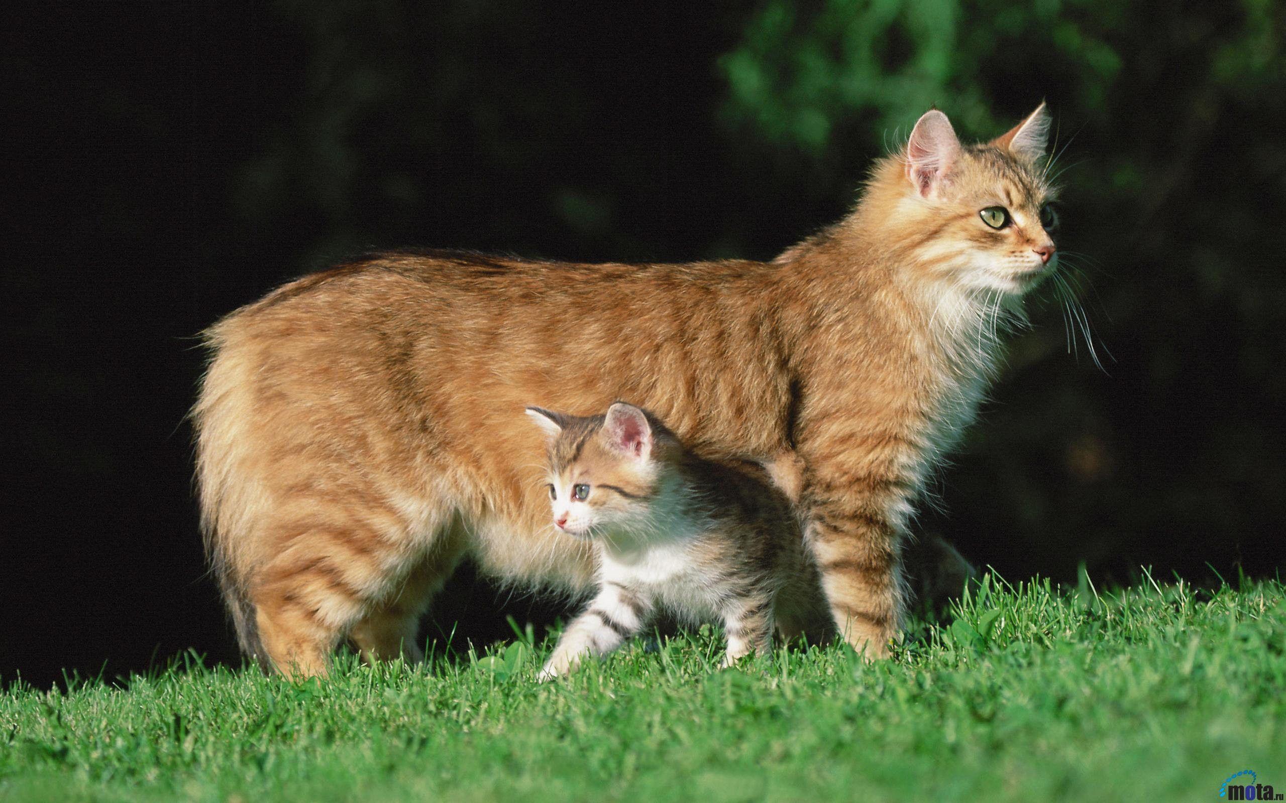 Pretty Cats Wallpapers - Top Free Pretty Cats Backgrounds - WallpaperAccess