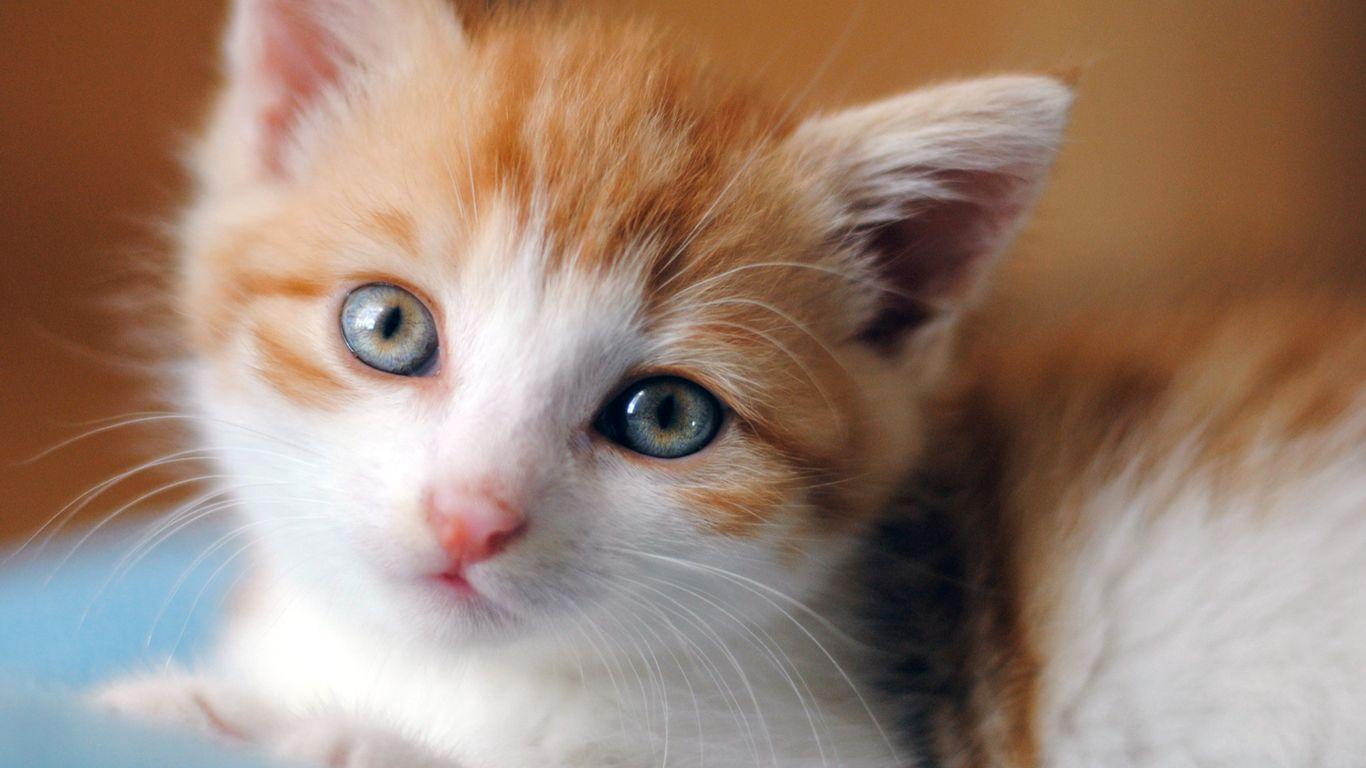 Pretty Cats Wallpapers - Top Free Pretty Cats Backgrounds - WallpaperAccess