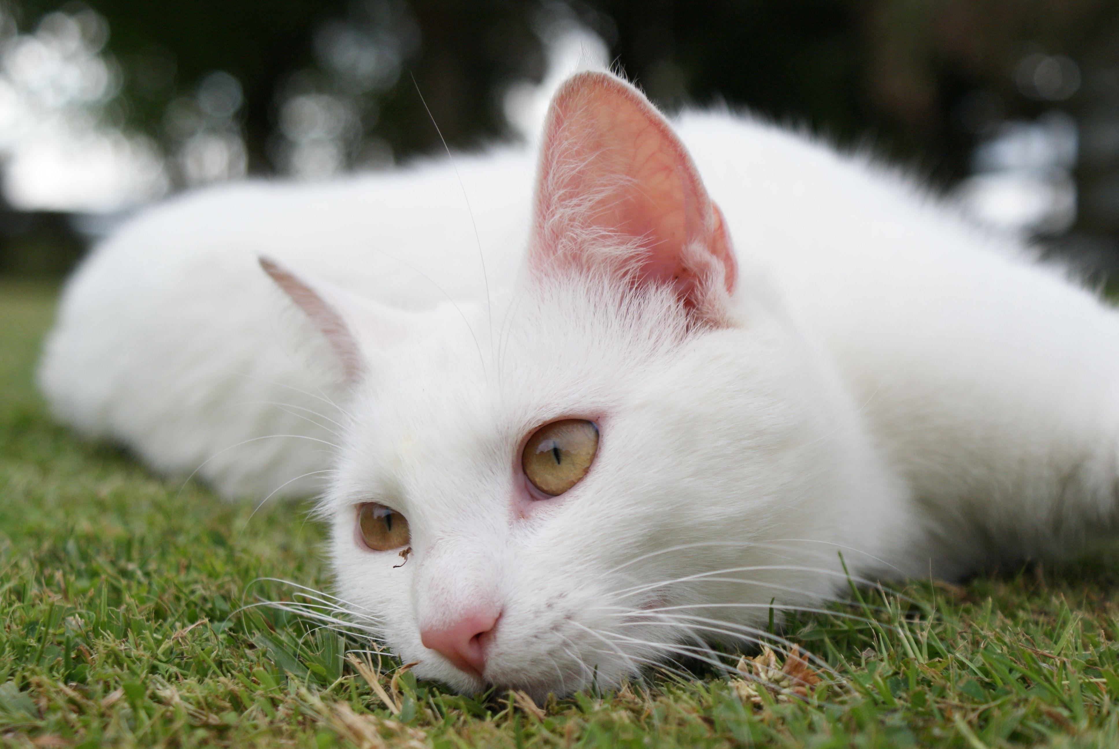 Beautiful White Cats Wallpapers - Top Free Beautiful White Cats ...