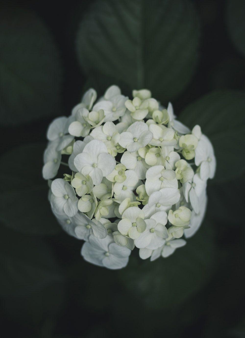 White Hydrangea Wallpapers - Top Free White Hydrangea Backgrounds ...