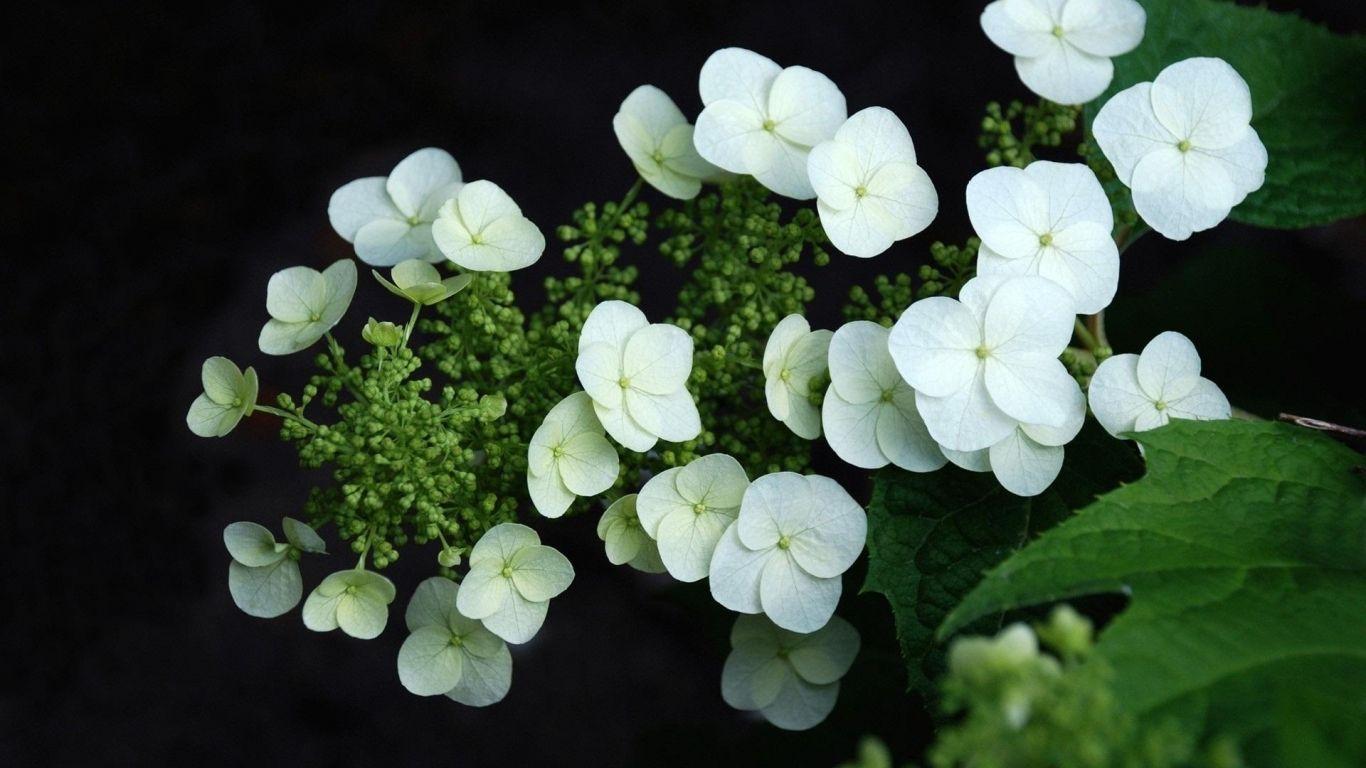 White Hydrangea Wallpapers - Top Free White Hydrangea Backgrounds ...