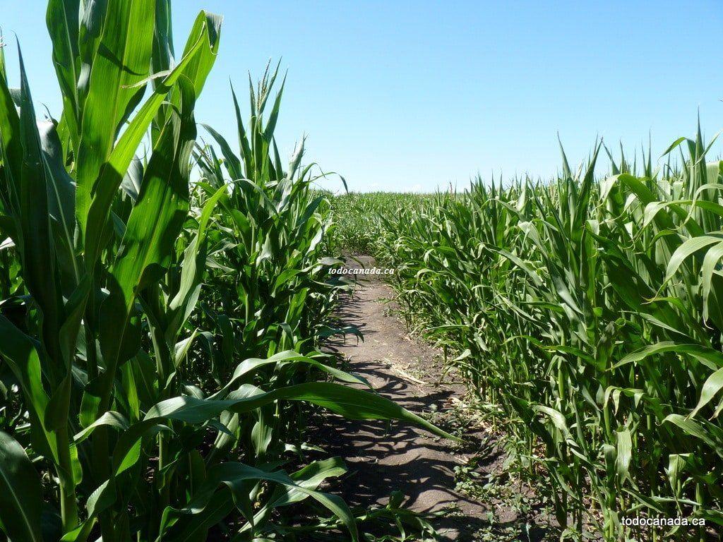 Corn Maze Wallpapers - Top Free Corn Maze Backgrounds - WallpaperAccess