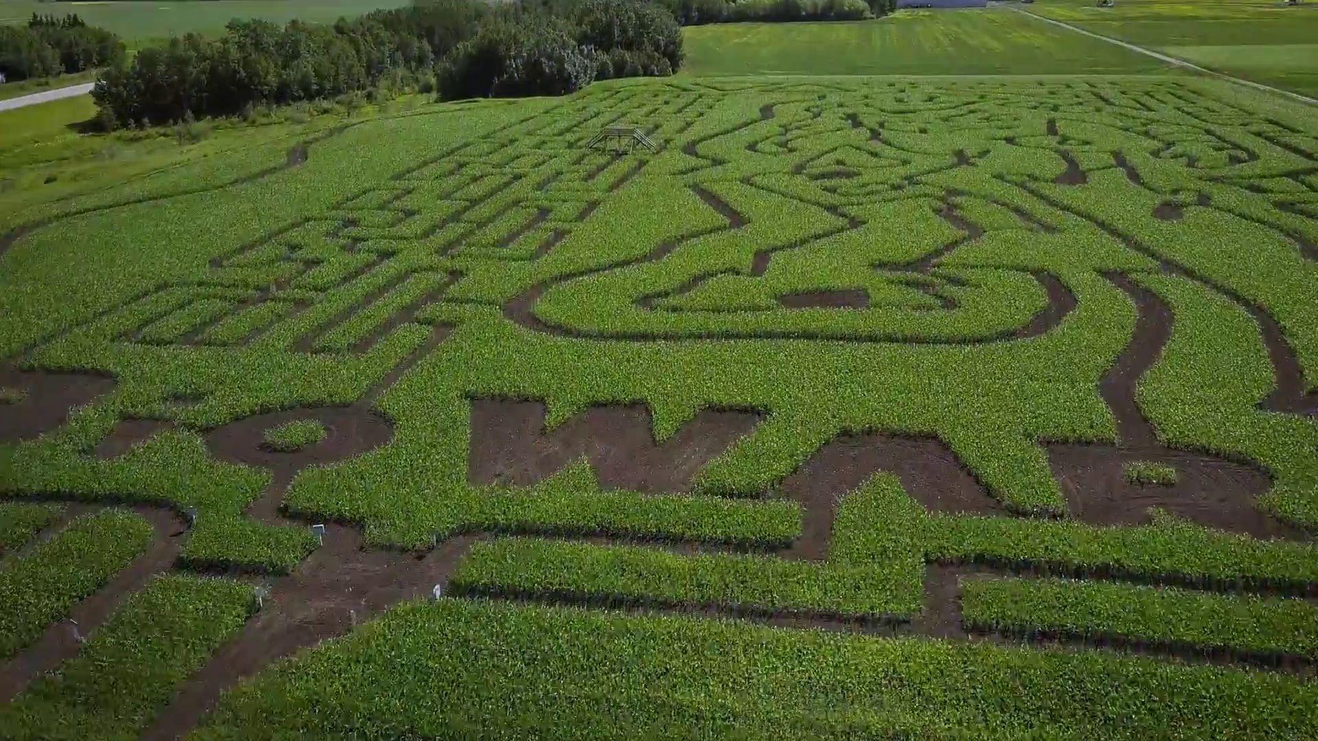 Corn Maze Wallpapers - Top Free Corn Maze Backgrounds - WallpaperAccess