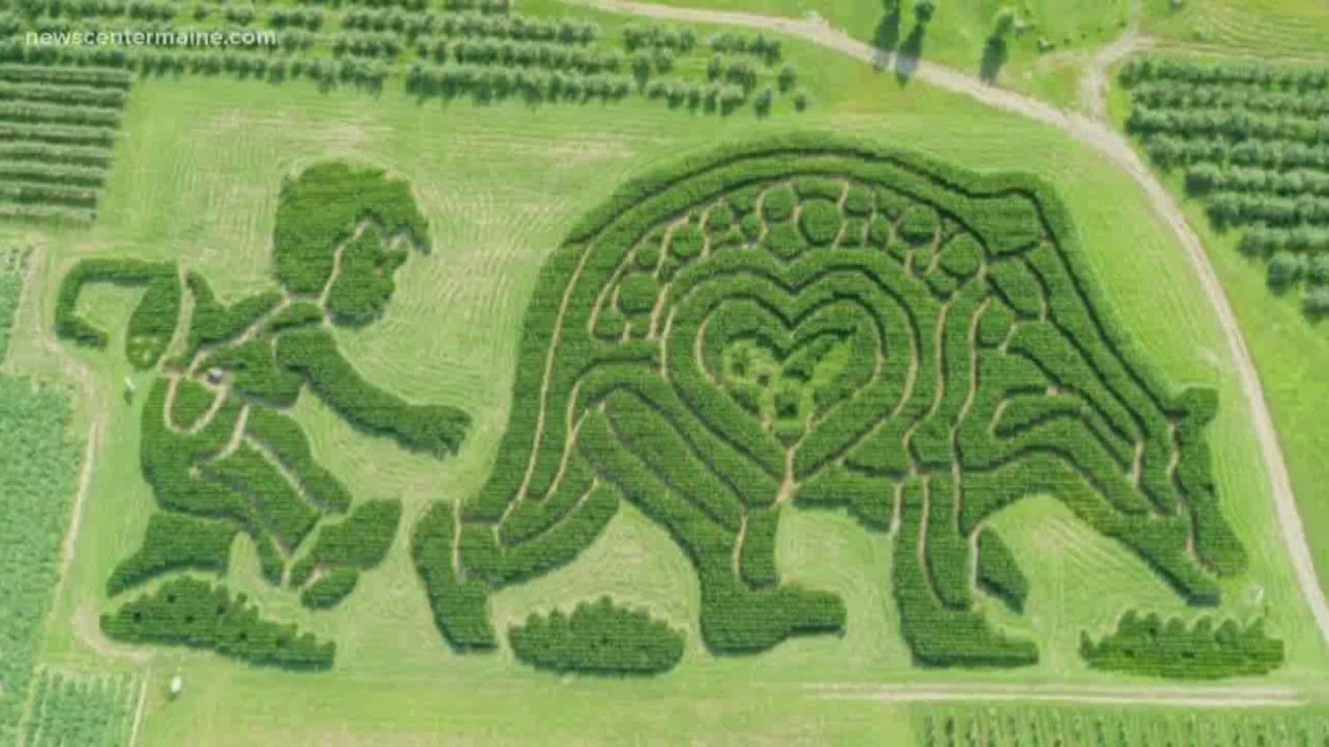 Corn Maze Wallpapers - Top Free Corn Maze Backgrounds - WallpaperAccess