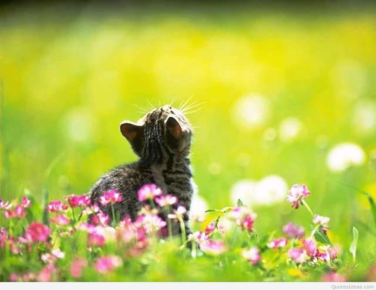 Spring Cat Wallpapers - Top Free Spring Cat Backgrounds - WallpaperAccess