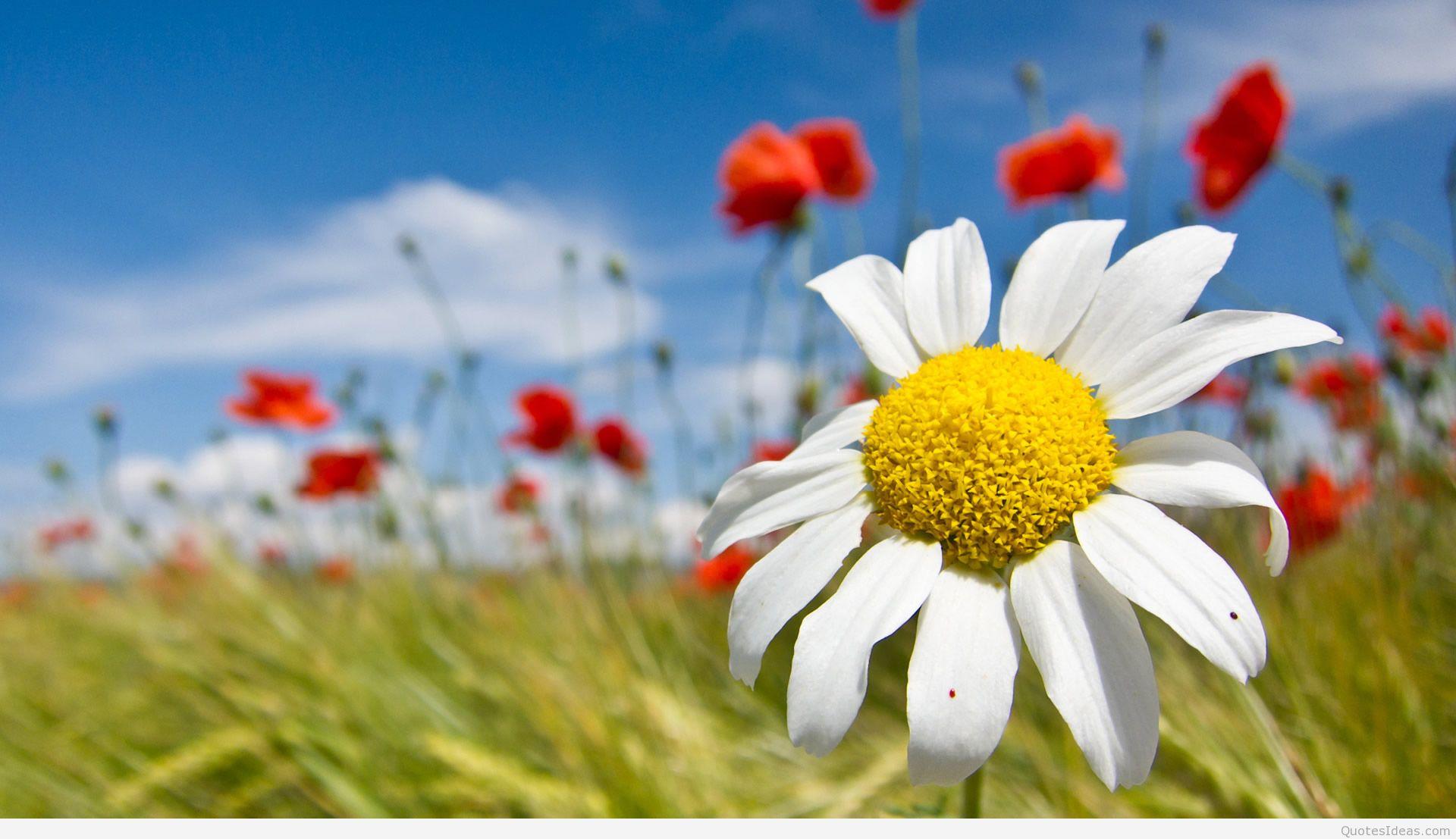 April Spring Wallpapers - Top Free April Spring Backgrounds ...