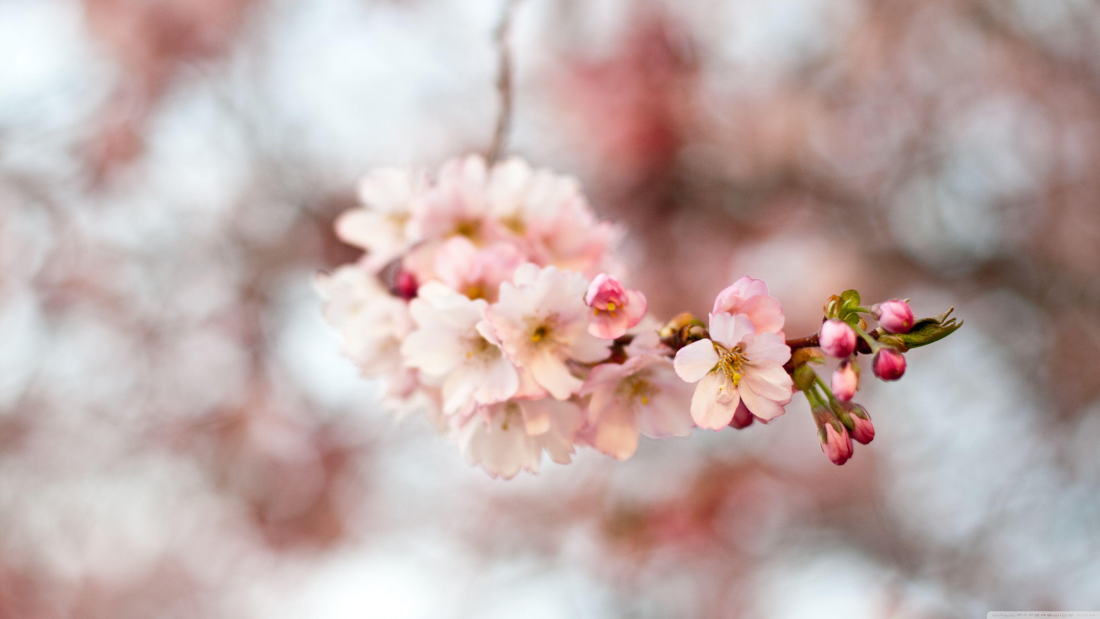Hello Spring Wallpapers - Top Free Hello Spring Backgrounds ...
