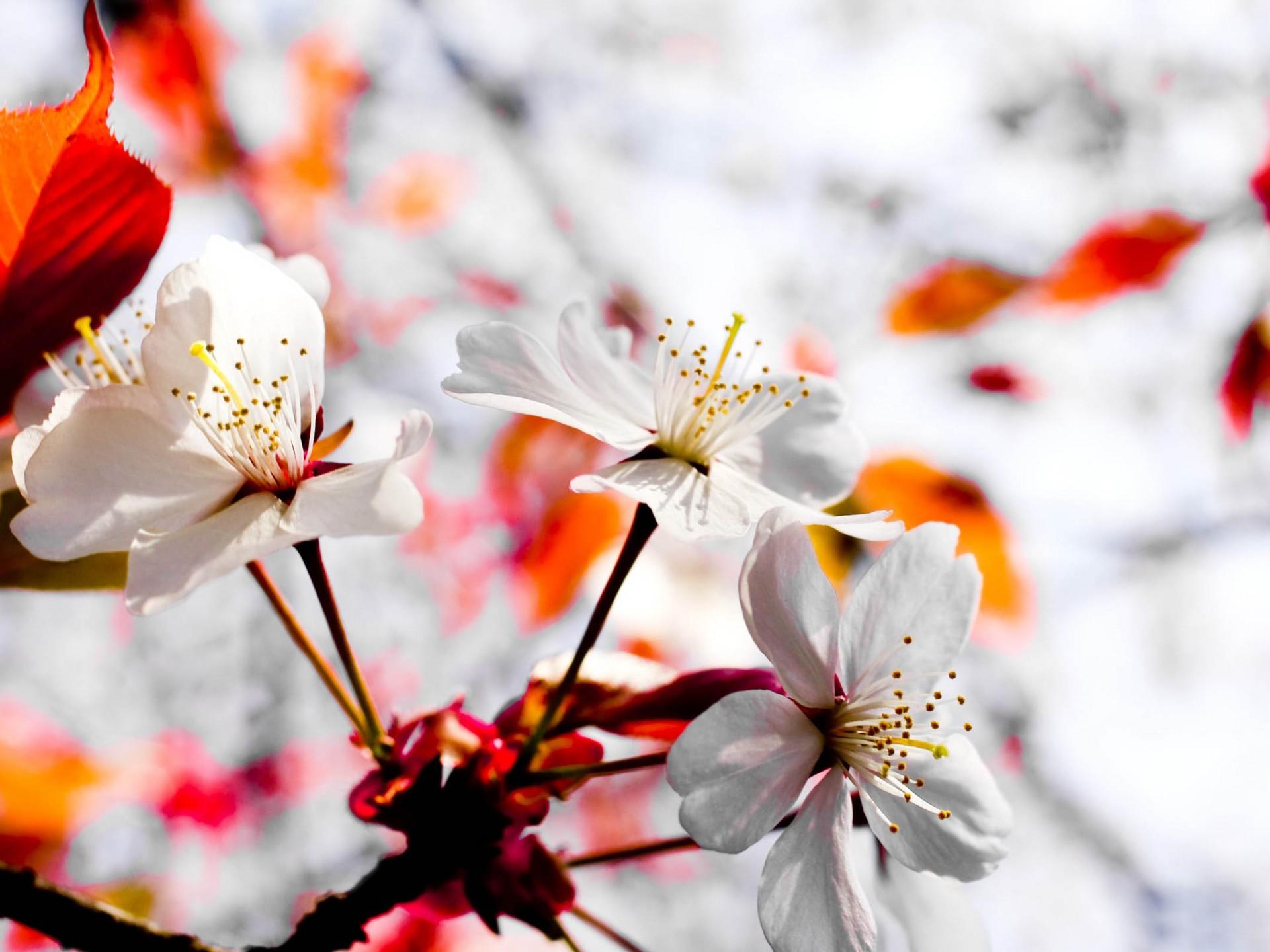April Spring Wallpapers - Top Free April Spring Backgrounds ...