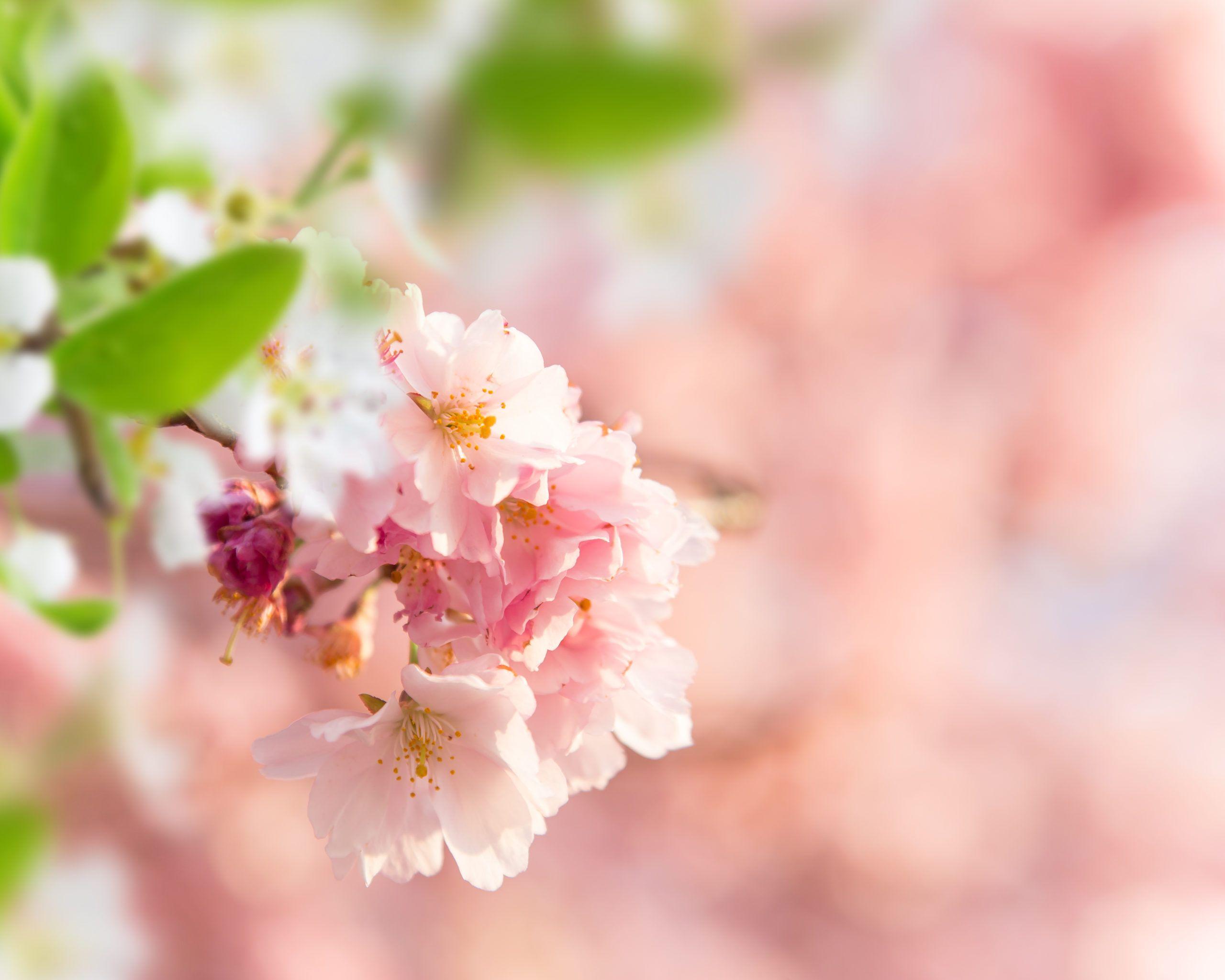Hello Spring Wallpapers - Top Free Hello Spring Backgrounds ...