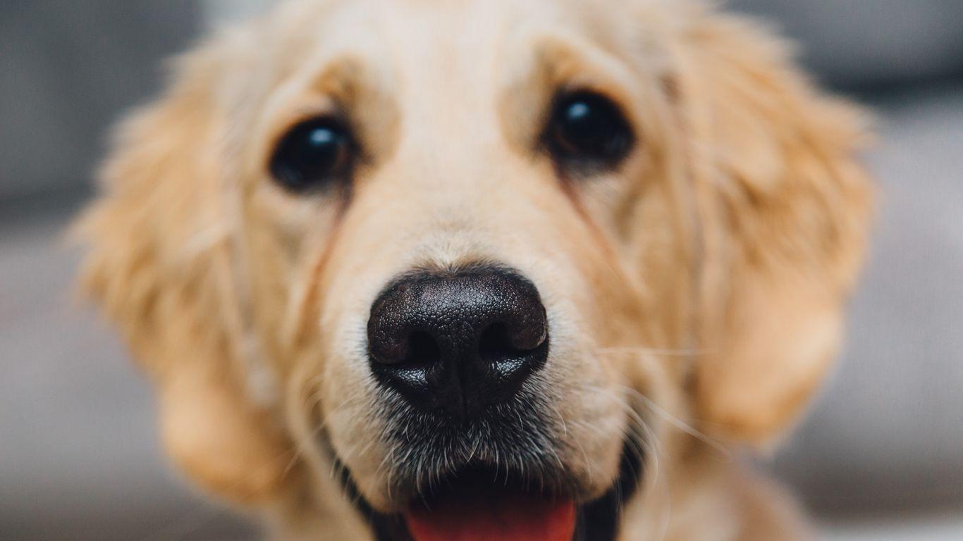 Golden Retriever HD Wallpapers - Top Free Golden Retriever HD ...