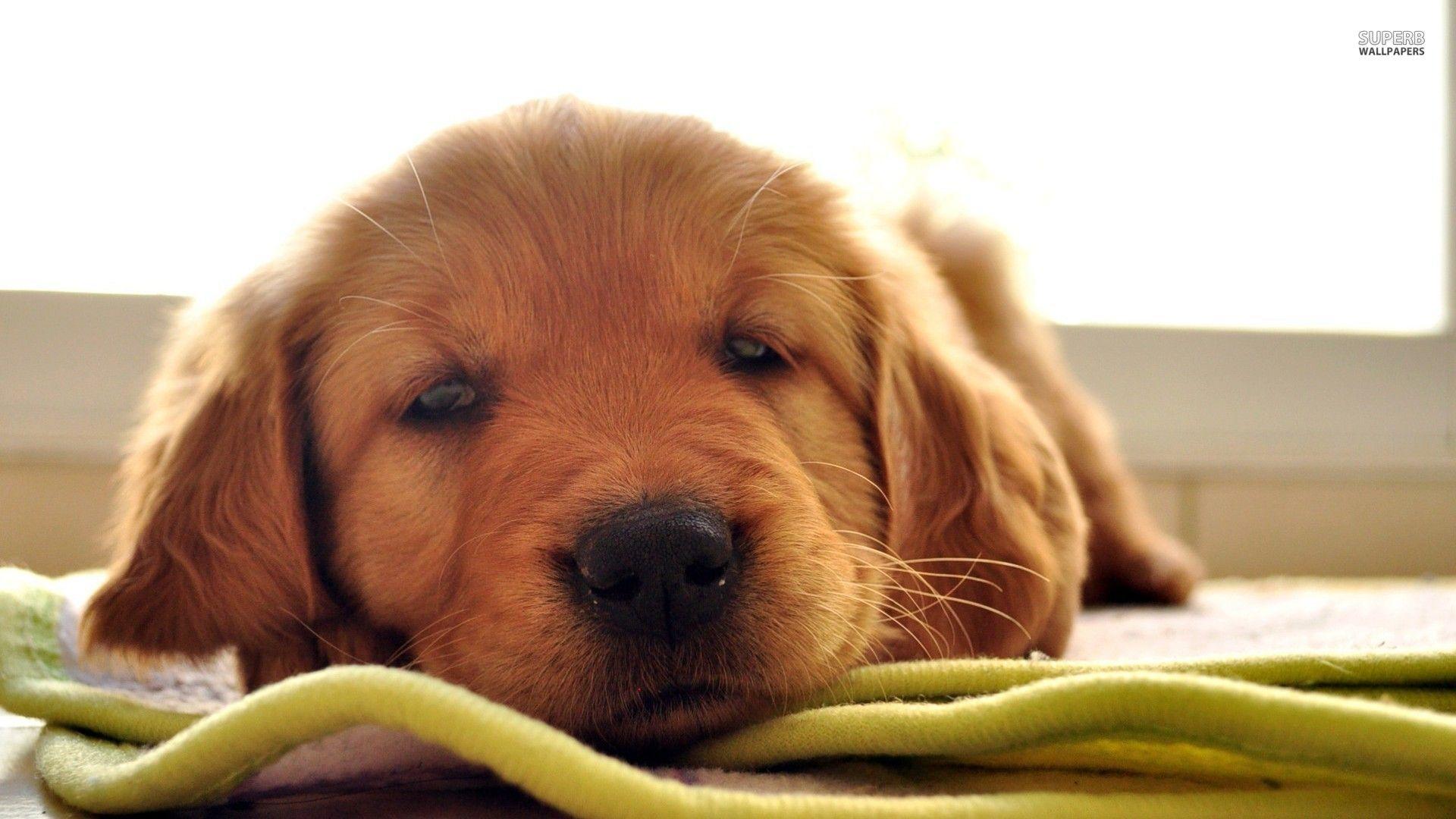 Golden Retriever HD Wallpapers - Top Free Golden Retriever HD ...