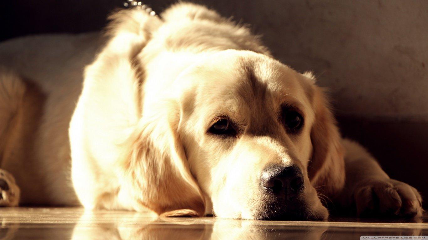 Golden Retriever HD Wallpapers - Top Free Golden Retriever HD ...