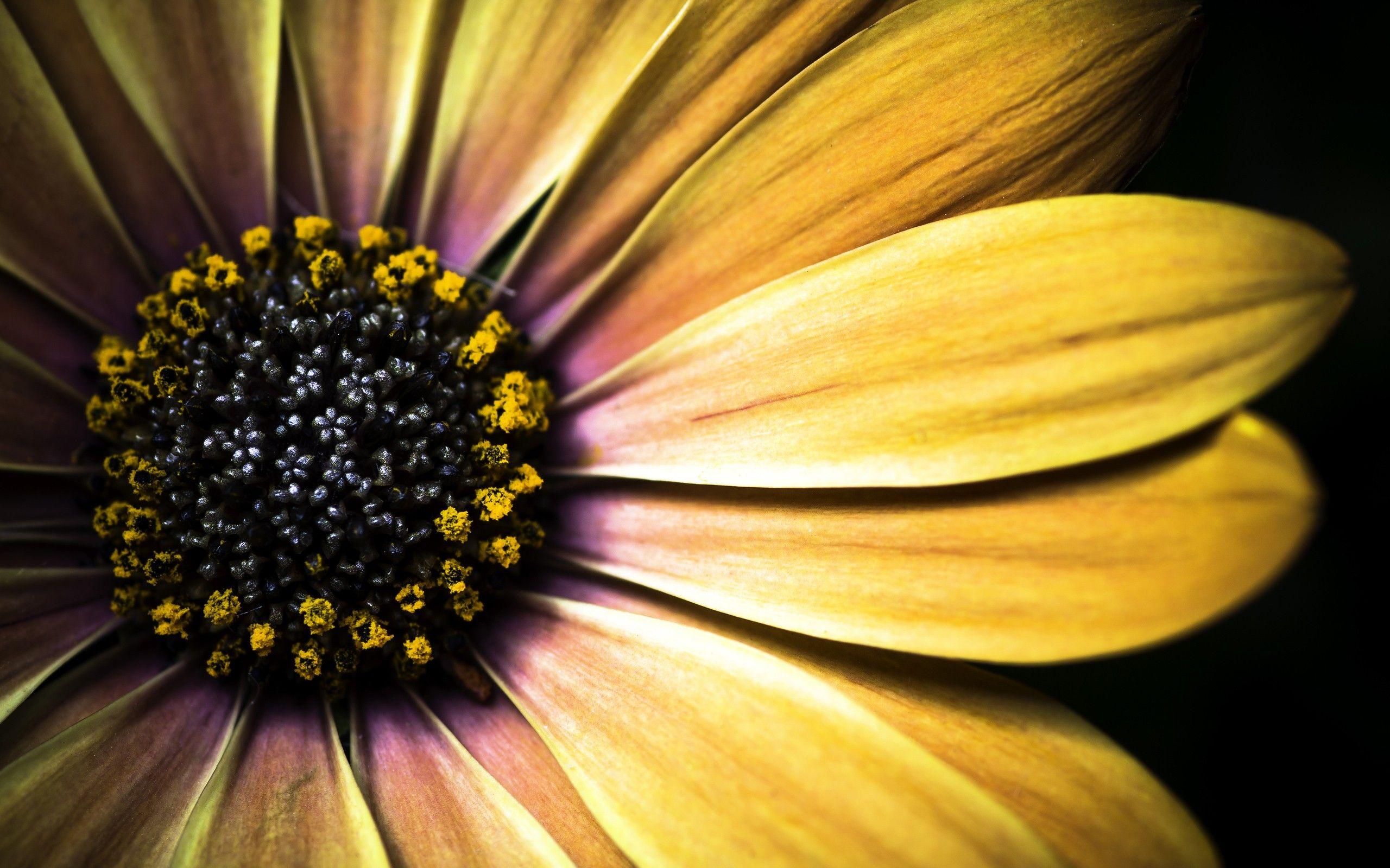 Macro Flower Wallpapers - Top Free Macro Flower Backgrounds ...