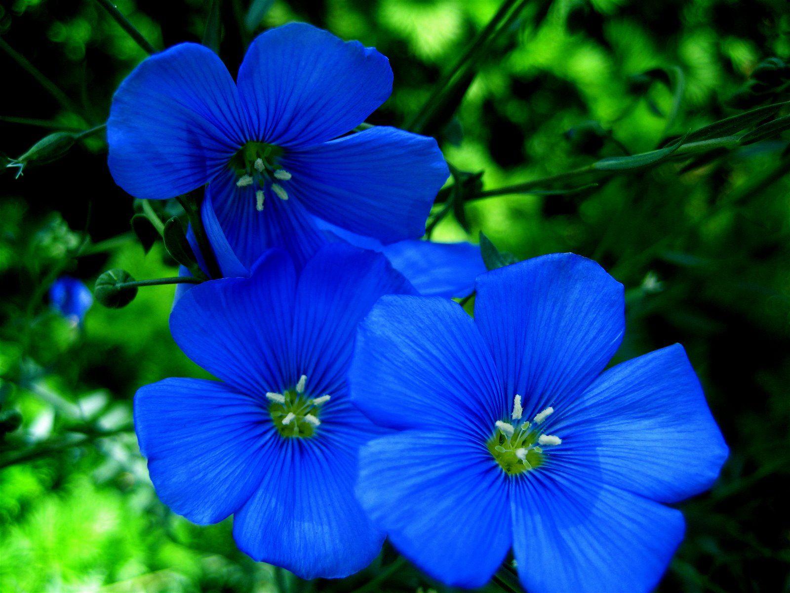 Beautiful Blue Flowers Wallpapers - Top Free Beautiful Blue Flowers ...