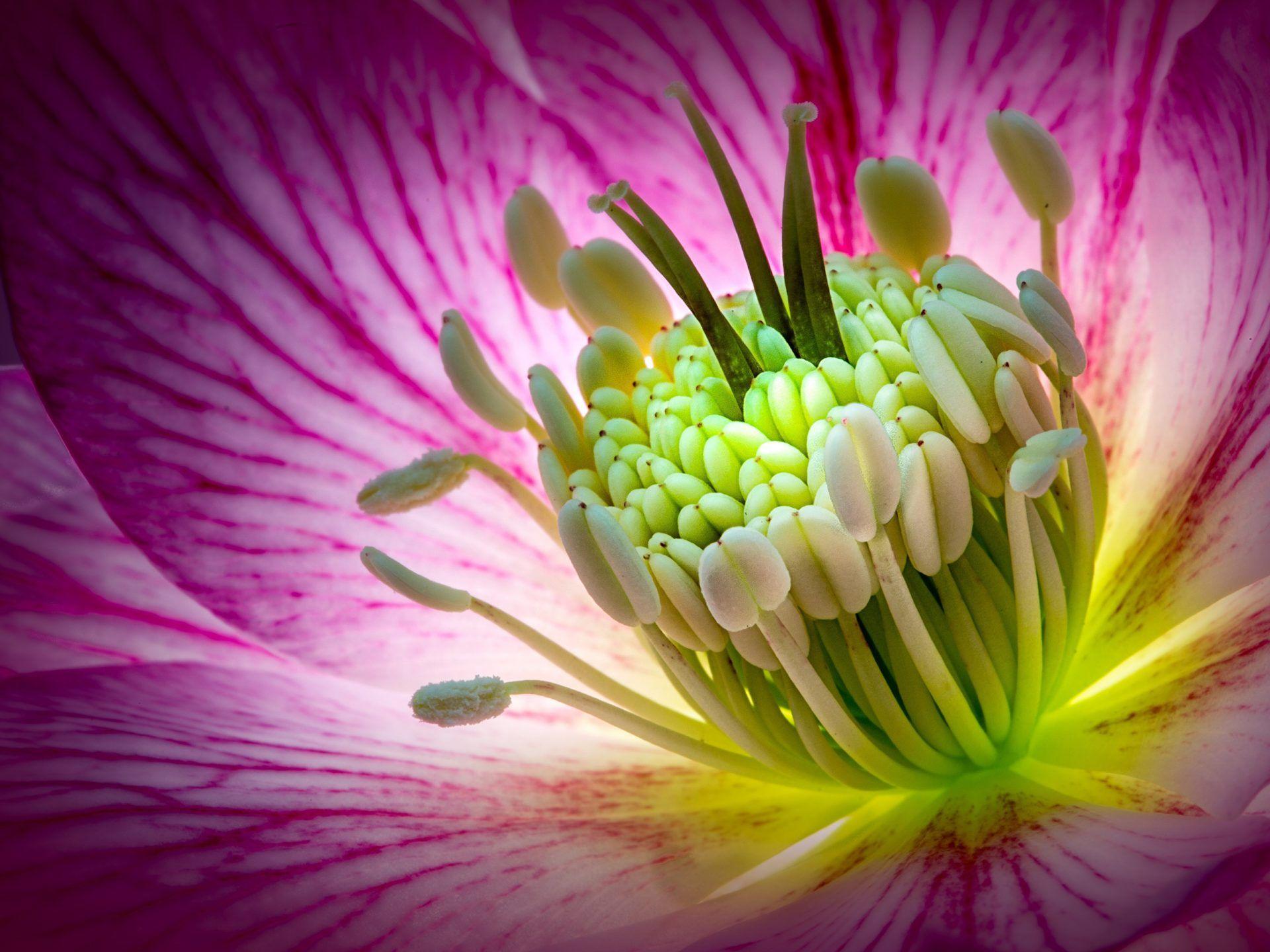 Macro Flower Wallpapers - Top Free Macro Flower Backgrounds ...