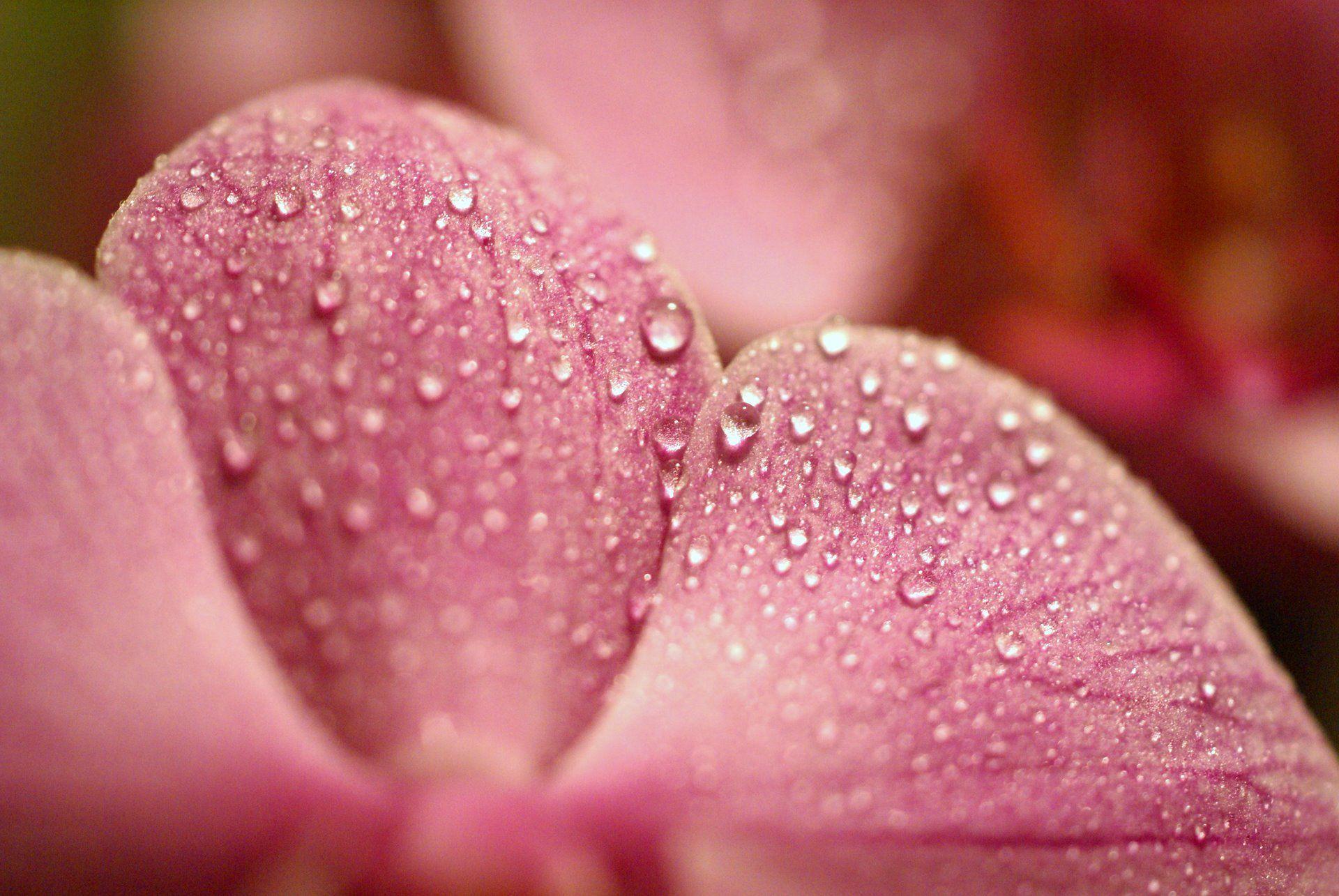 Macro Flower Wallpapers - Top Free Macro Flower Backgrounds ...