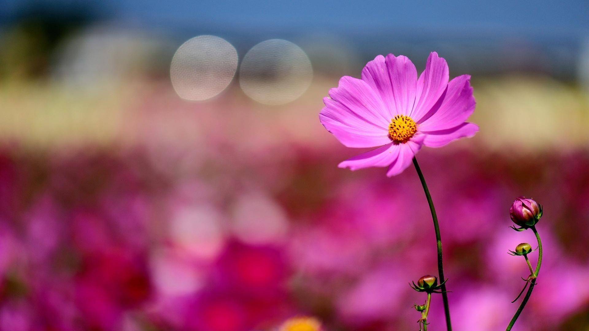 Macro Flower Wallpapers - Top Free Macro Flower Backgrounds ...