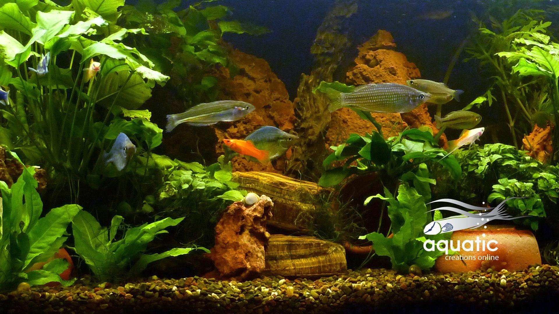 Aquarium Fish Tank Wallpapers - Top Free Aquarium Fish Tank Backgrounds ...
