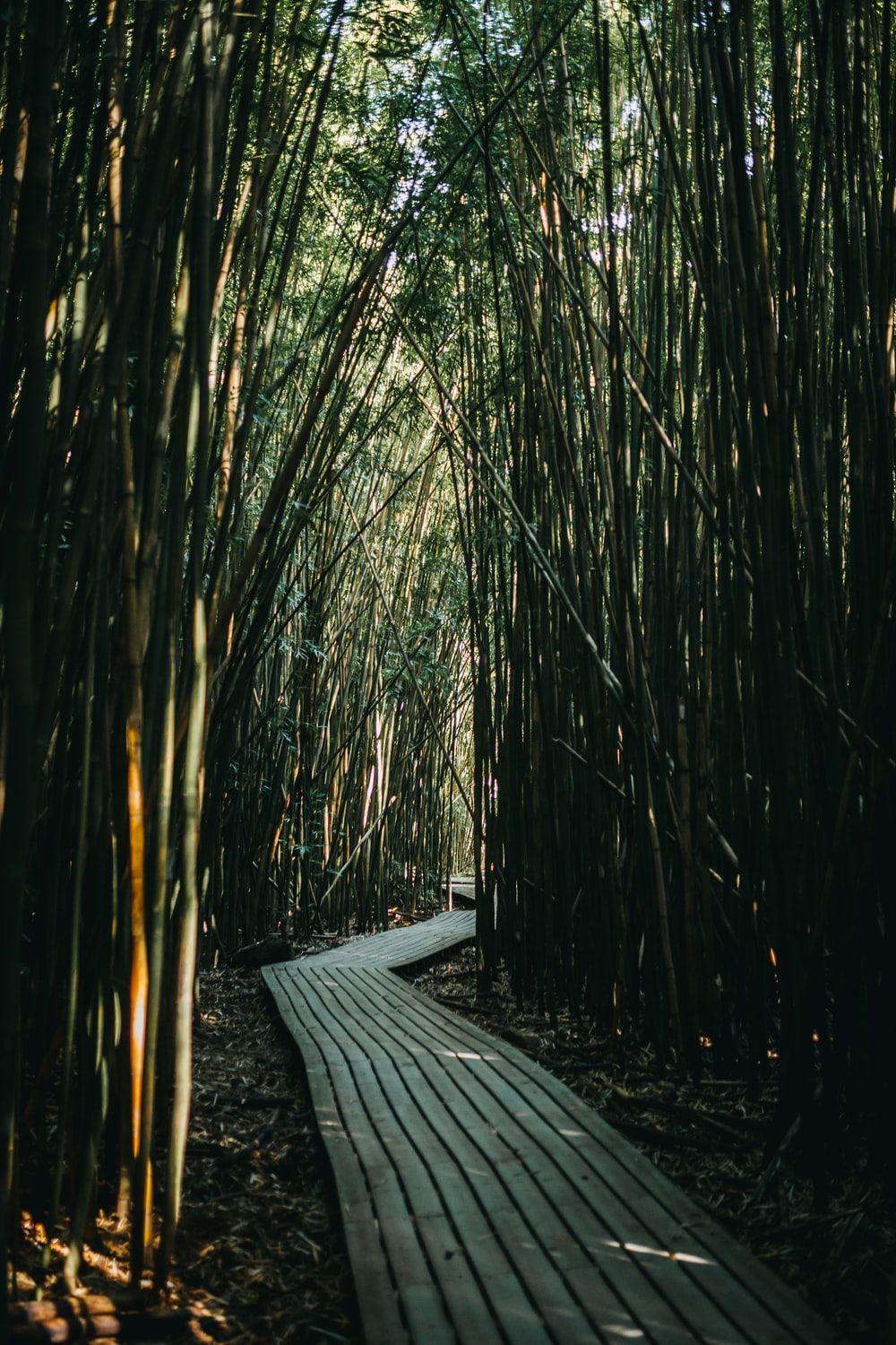 Bamboo Forest HD Wallpapers - Top Free Bamboo Forest HD Backgrounds ...