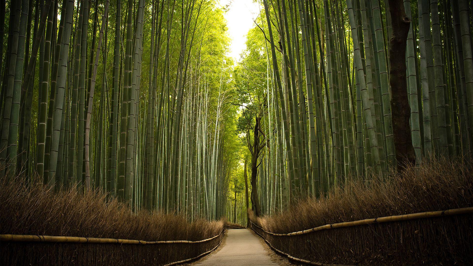Bamboo Forest HD Wallpapers - Top Free Bamboo Forest HD Backgrounds ...