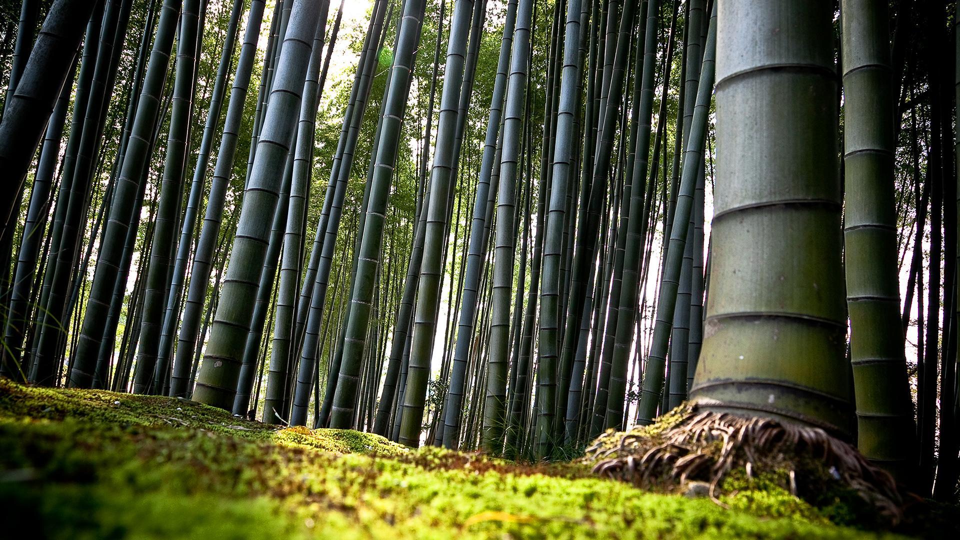Bamboo Forest Desktop Wallpapers - Top Free Bamboo Forest Desktop ...