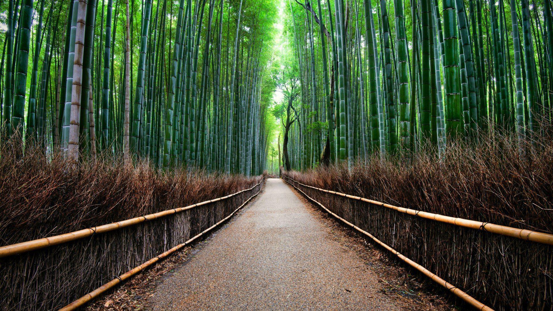 Bamboo Forest HD Wallpapers - Top Free Bamboo Forest HD Backgrounds ...