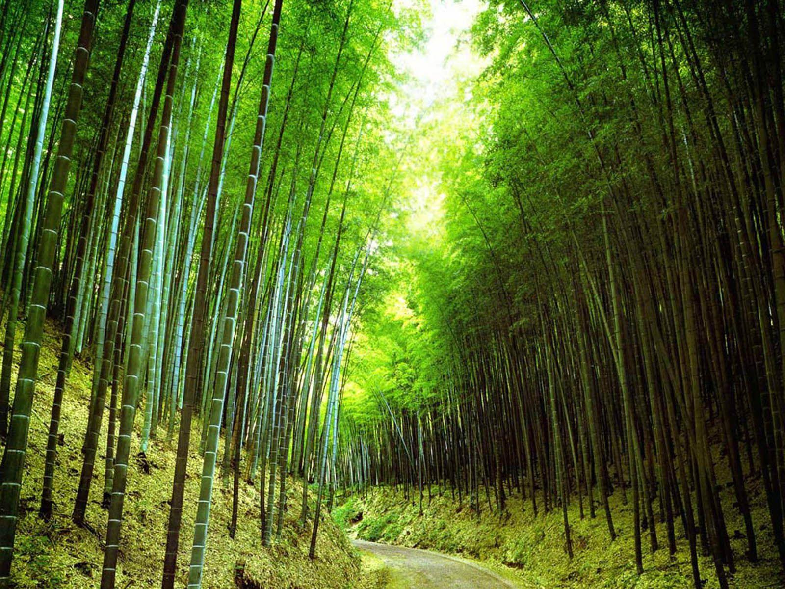 Bamboo Forest HD Wallpapers - Top Free Bamboo Forest HD Backgrounds ...