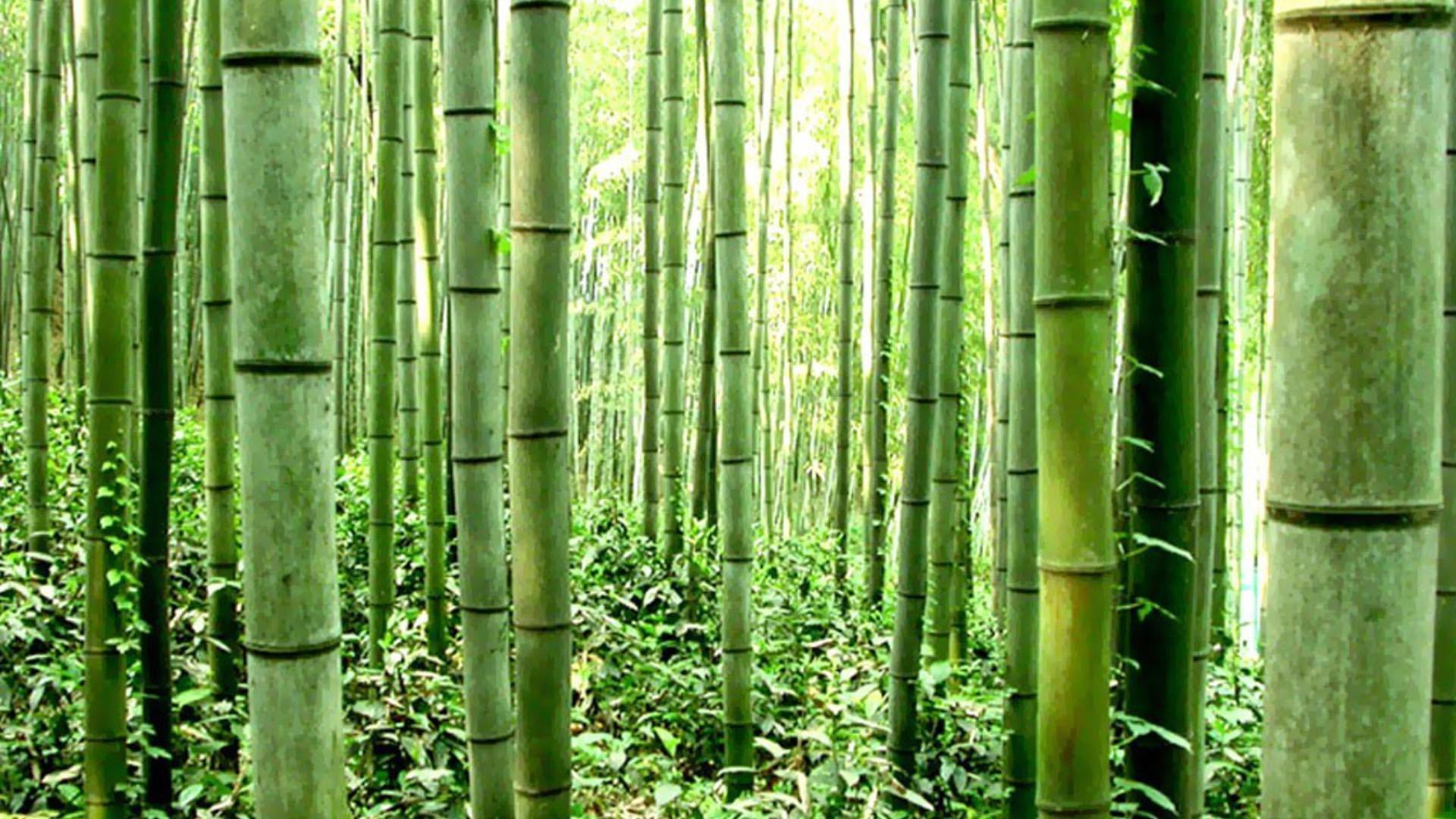 Bamboo Forest HD Wallpapers - Top Free Bamboo Forest HD Backgrounds ...
