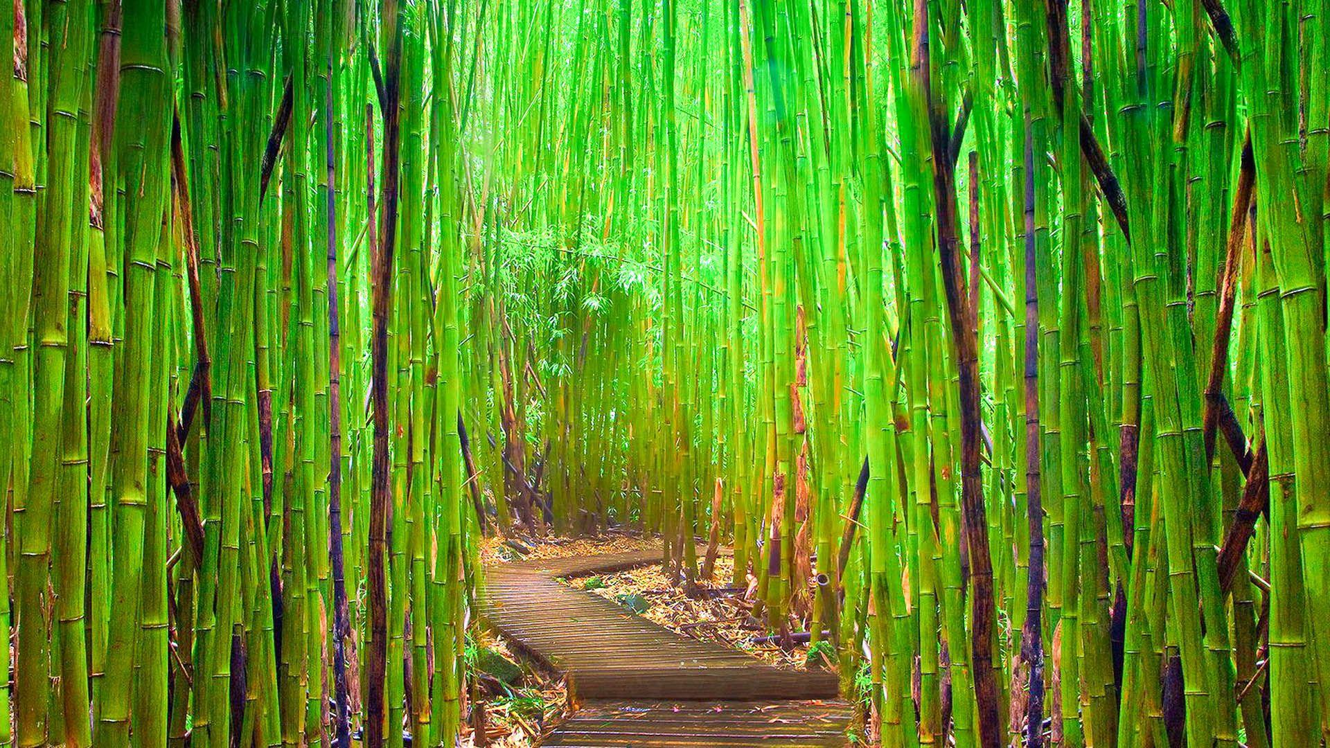 Bamboo Forest Desktop Wallpapers - Top Free Bamboo Forest Desktop ...