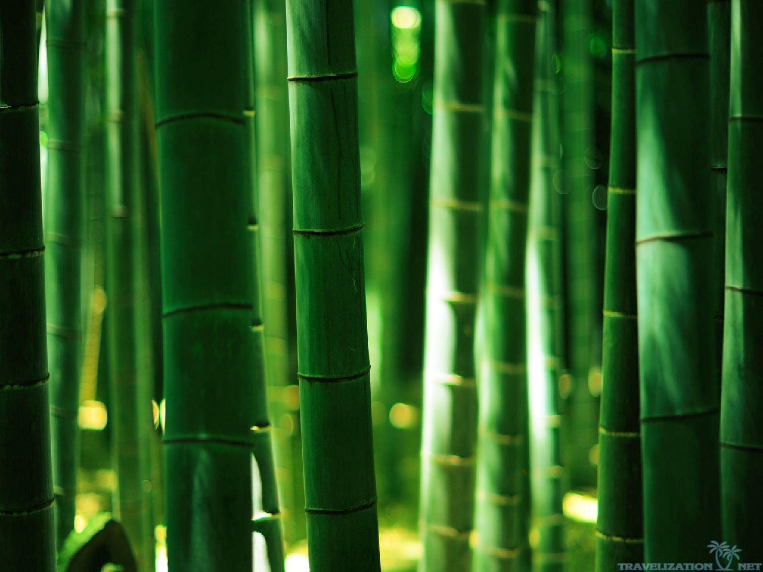 Bamboo Forest HD Wallpapers - Top Free Bamboo Forest HD Backgrounds ...