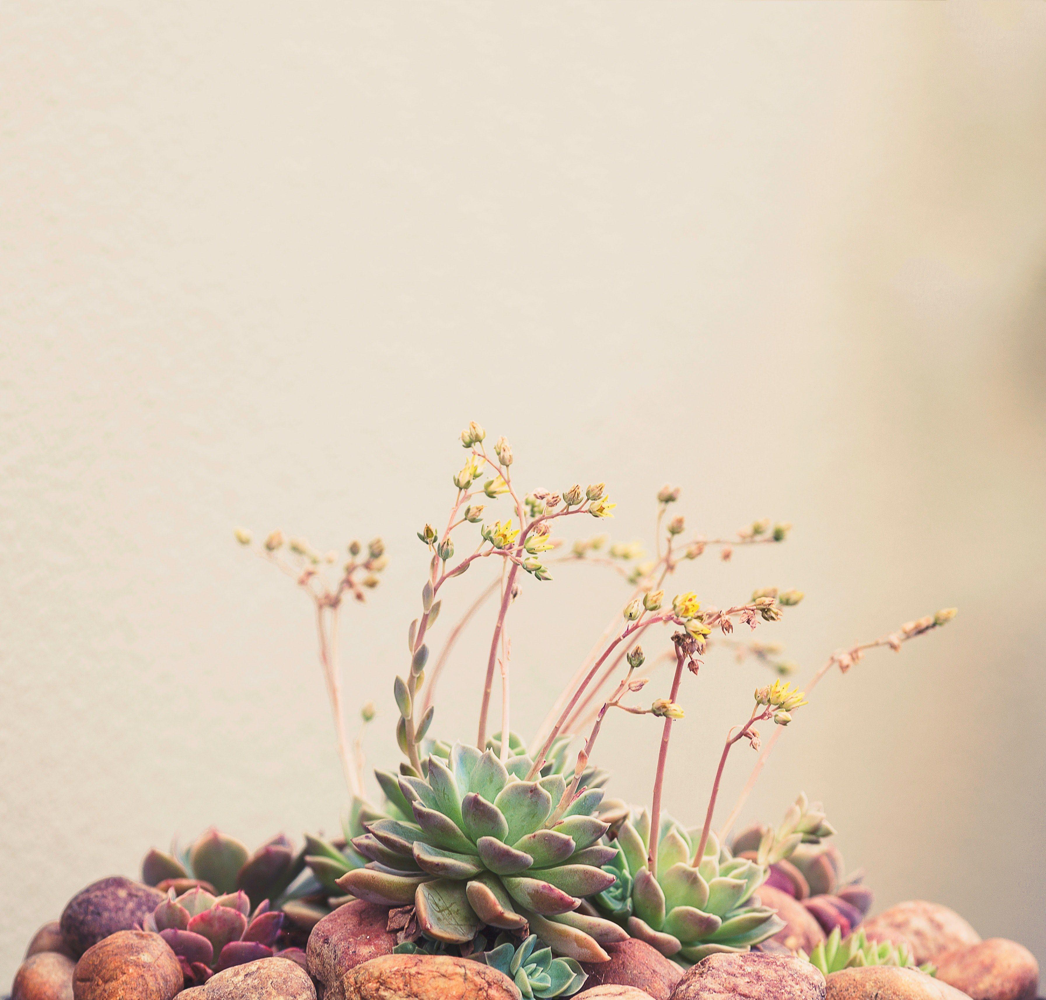 Earthy Wallpapers - Top Free Earthy Backgrounds - WallpaperAccess