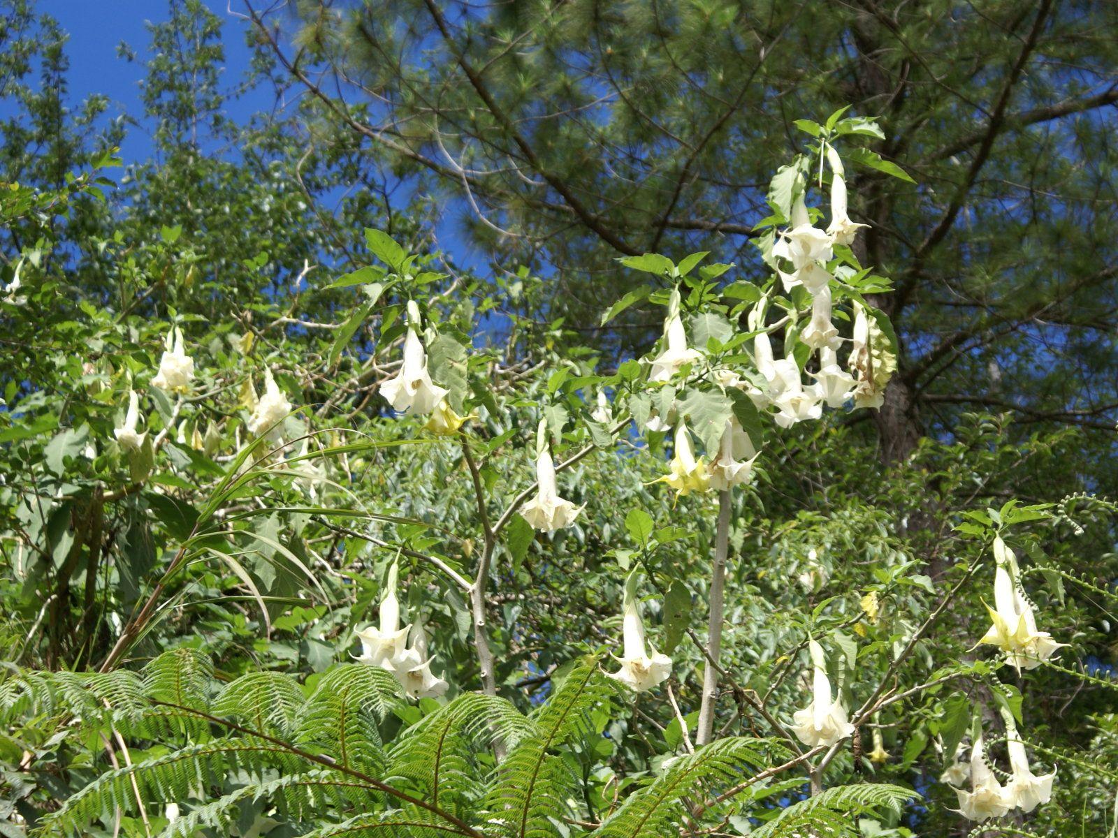 Angel Trumpet Wallpapers - Top Free Angel Trumpet Backgrounds ...