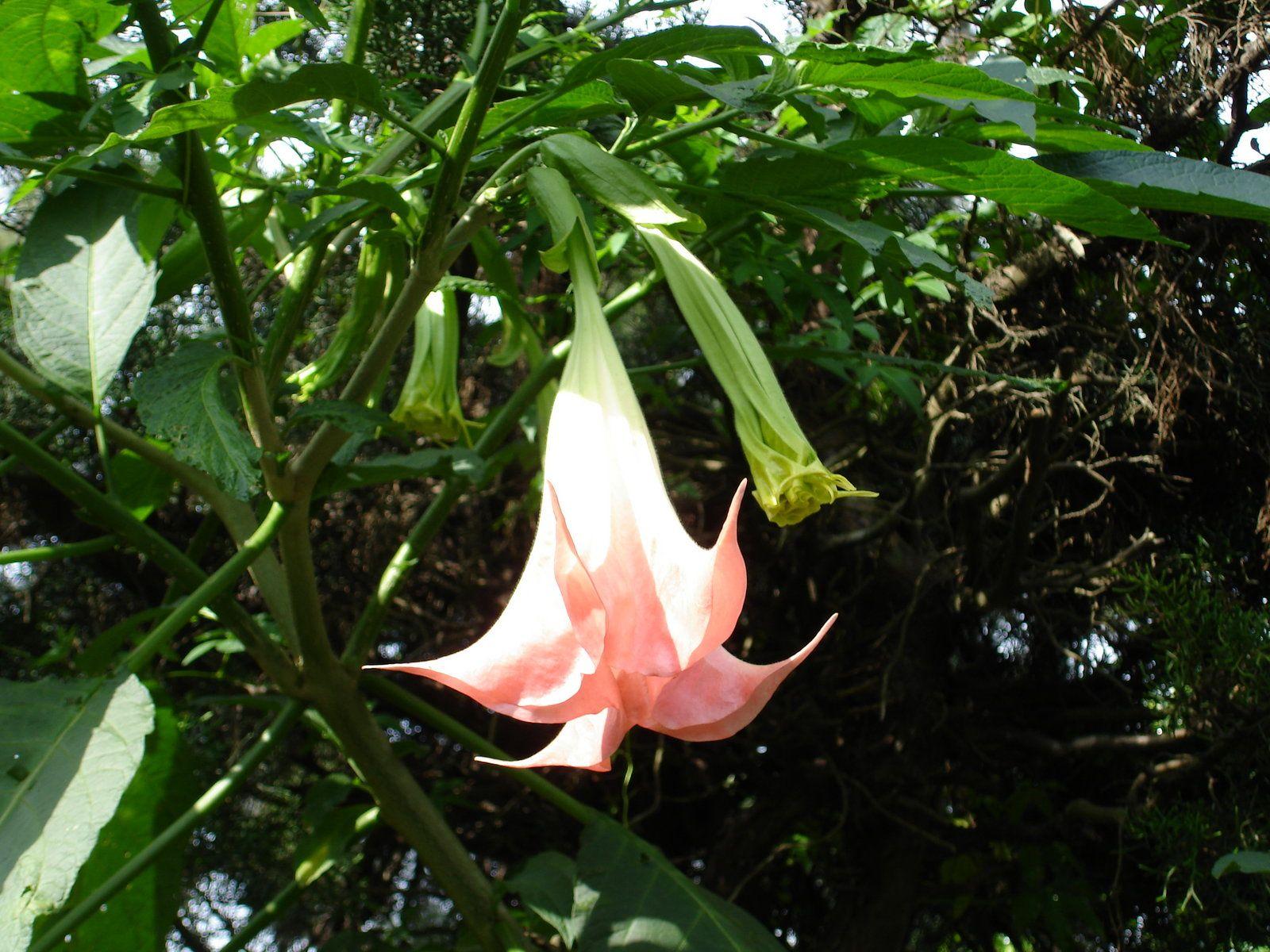 Angel Trumpet Wallpapers - Top Free Angel Trumpet Backgrounds ...
