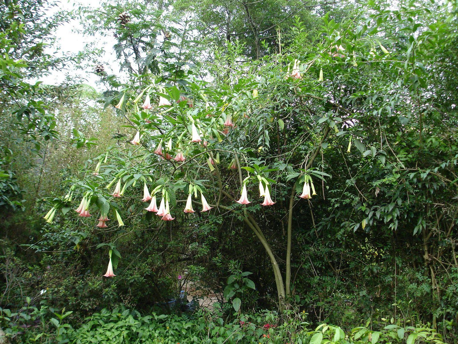 Angel Trumpet Wallpapers - Top Free Angel Trumpet Backgrounds ...