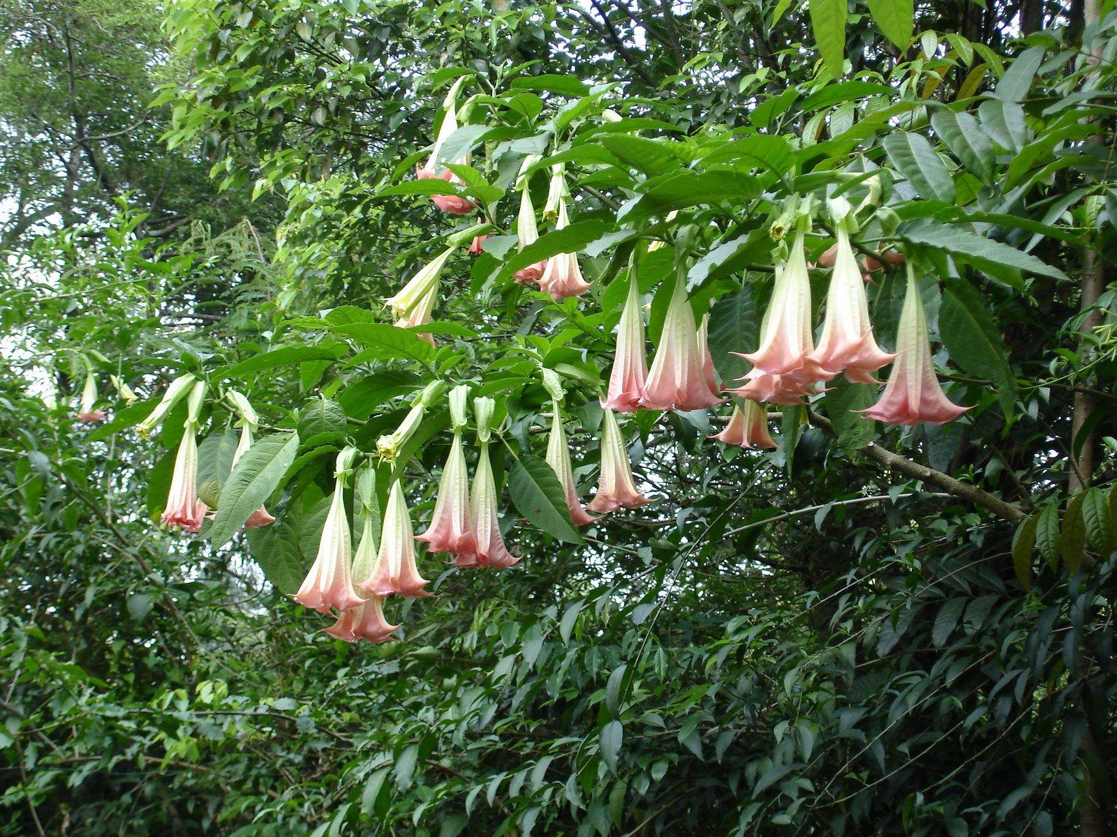 Angel Trumpet Wallpapers - Top Free Angel Trumpet Backgrounds ...