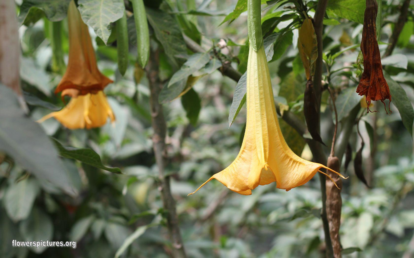 Angel Trumpet Wallpapers - Top Free Angel Trumpet Backgrounds ...