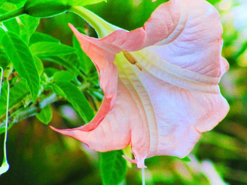 Angel Trumpet Wallpapers - Top Free Angel Trumpet Backgrounds ...