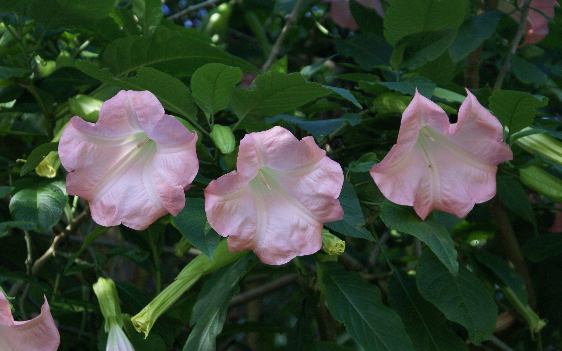 Angel Trumpet Wallpapers - Top Free Angel Trumpet Backgrounds ...