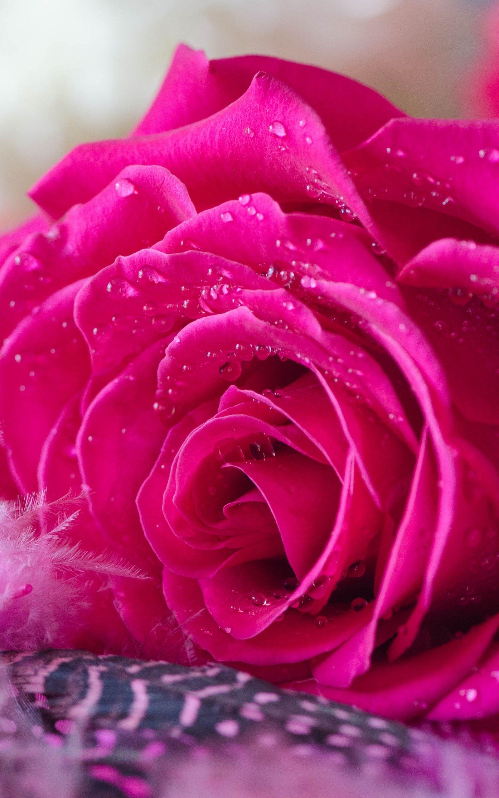 Rose Water Wallpapers - Top Free Rose Water Backgrounds - WallpaperAccess