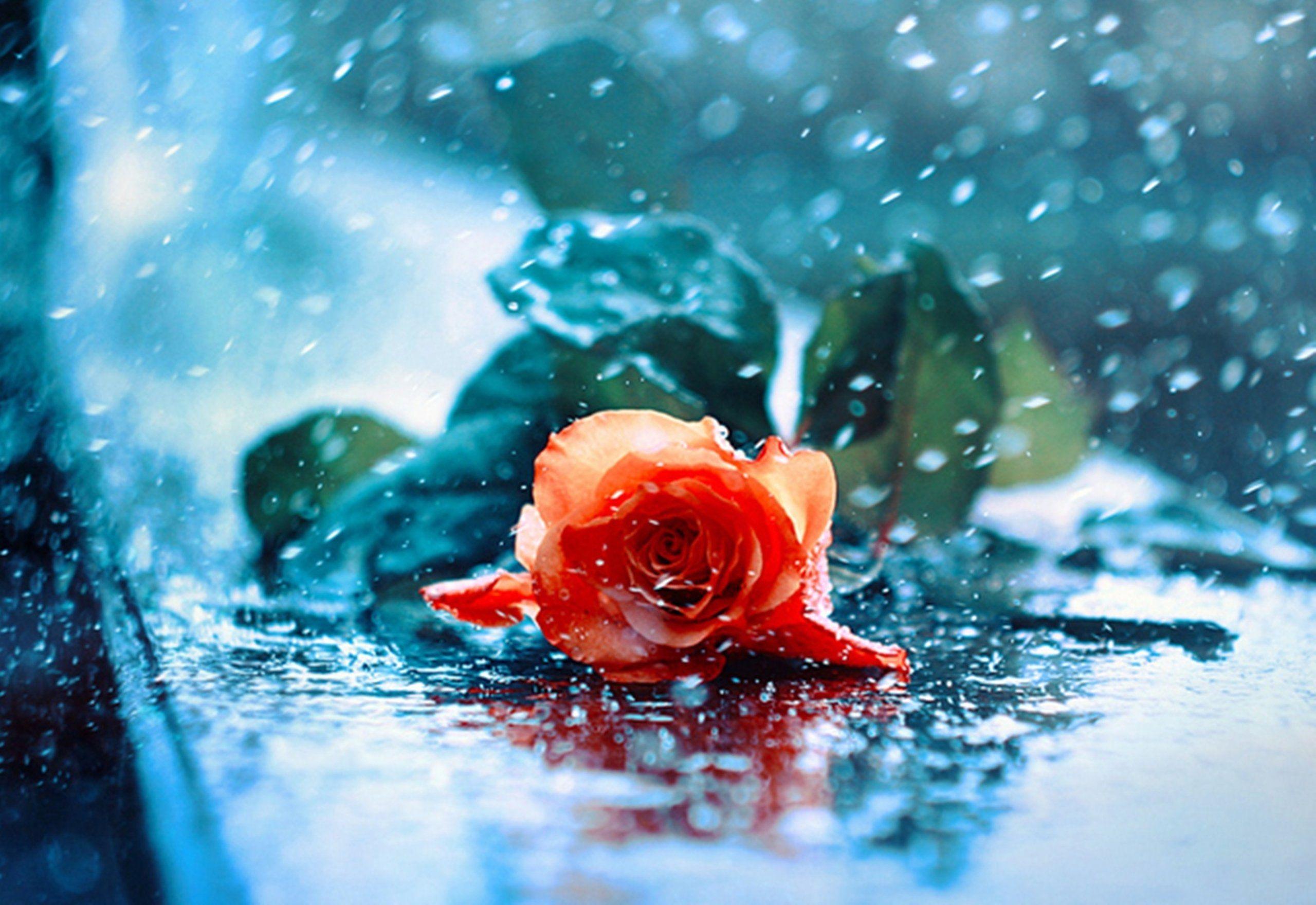Rose Water Wallpapers - Top Free Rose Water Backgrounds - WallpaperAccess