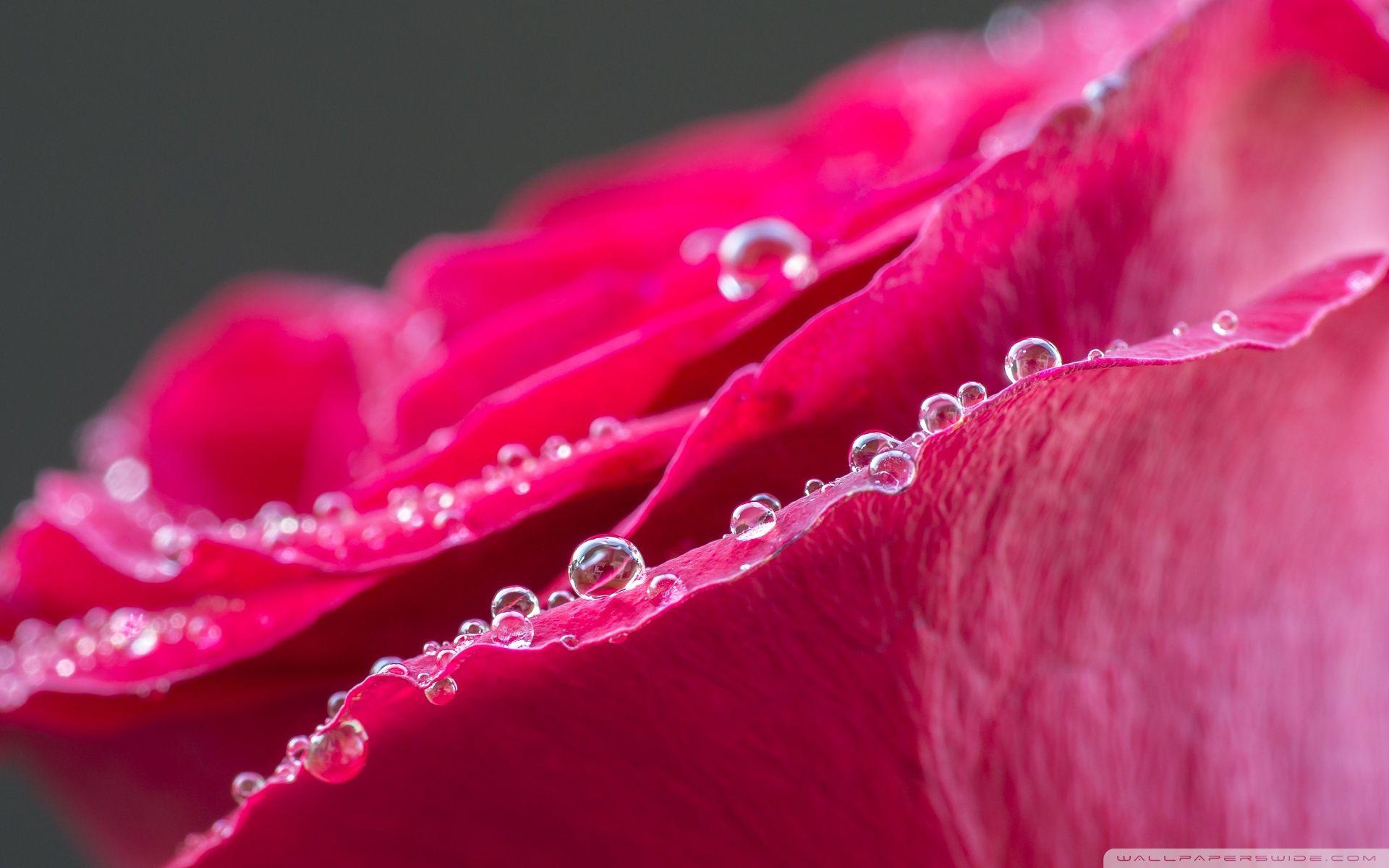 Rose Water Wallpapers - Top Free Rose Water Backgrounds - WallpaperAccess