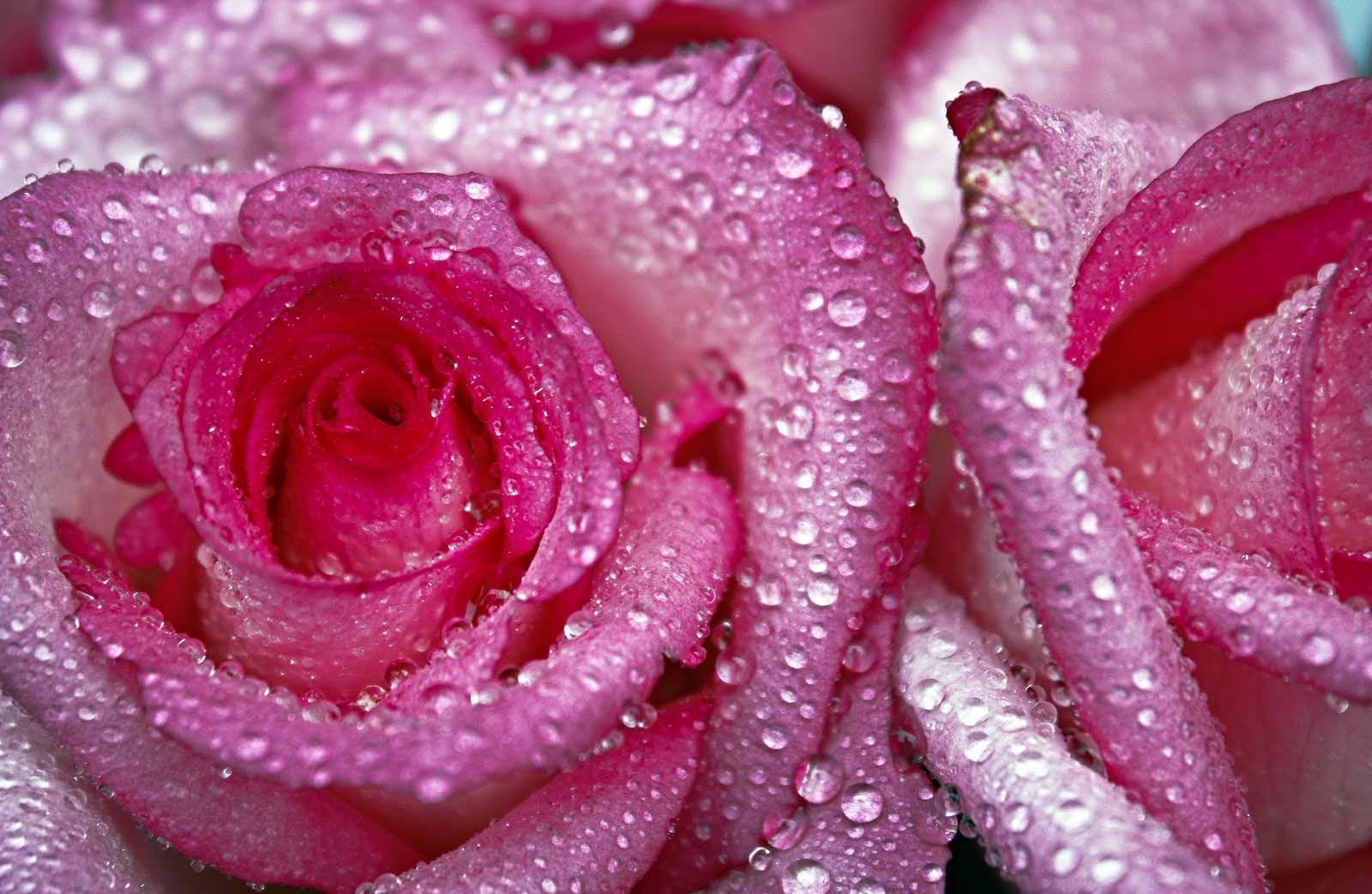 Rose Water Wallpapers - Top Free Rose Water Backgrounds - WallpaperAccess