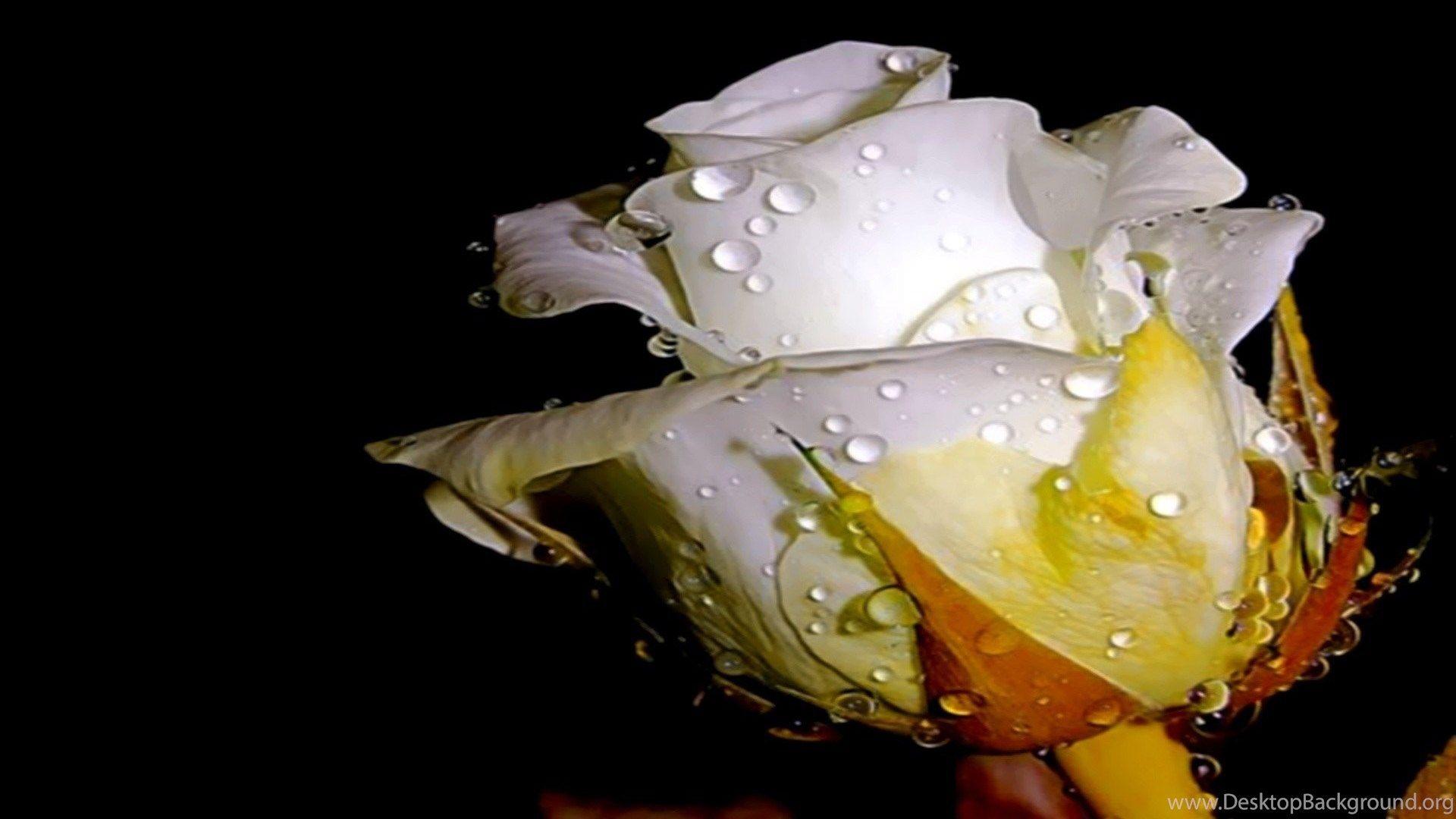 Rose Water Wallpapers - Top Free Rose Water Backgrounds - WallpaperAccess