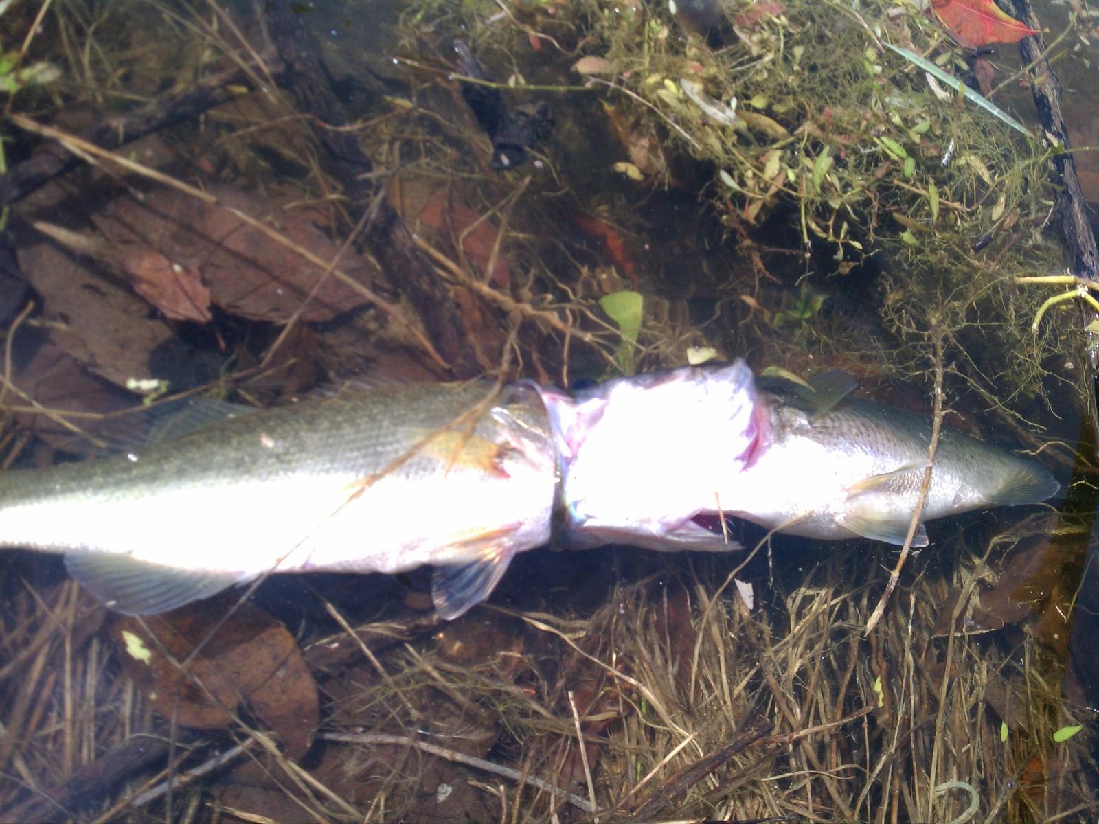 Bass Boat Wallpapers - Top Free Bass Boat Backgrounds - WallpaperAccess