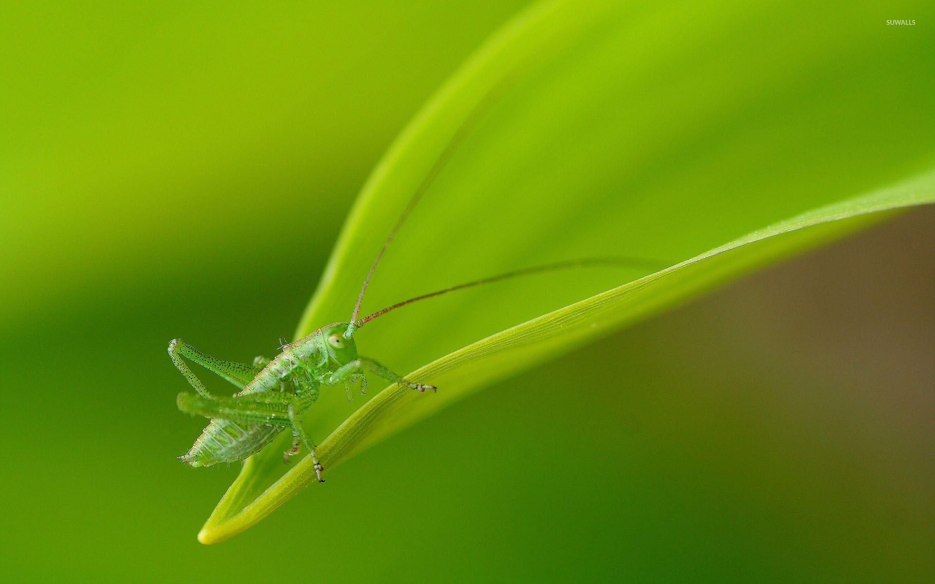 Grasshopper Wallpapers - Top Free Grasshopper Backgrounds - WallpaperAccess