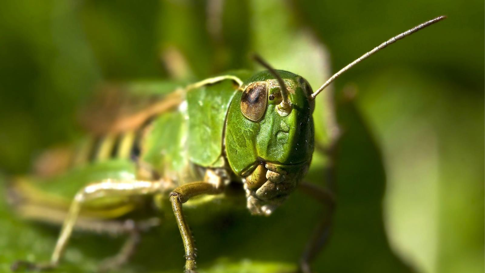Grasshopper Wallpapers - Top Free Grasshopper Backgrounds - WallpaperAccess